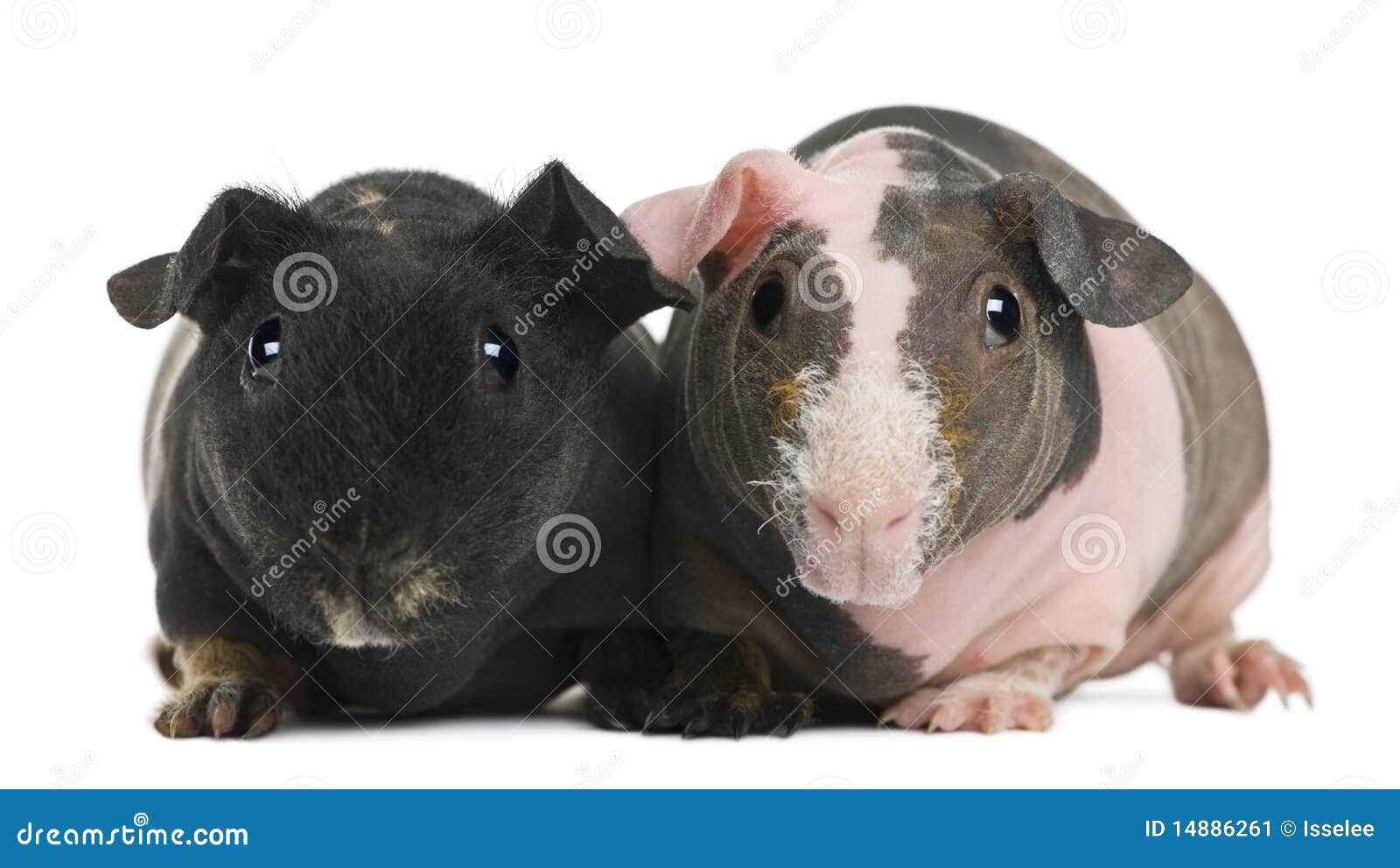 Hairless Guinea Or Rodent Pig Top View In Cages. Royalty-Free Stock ...