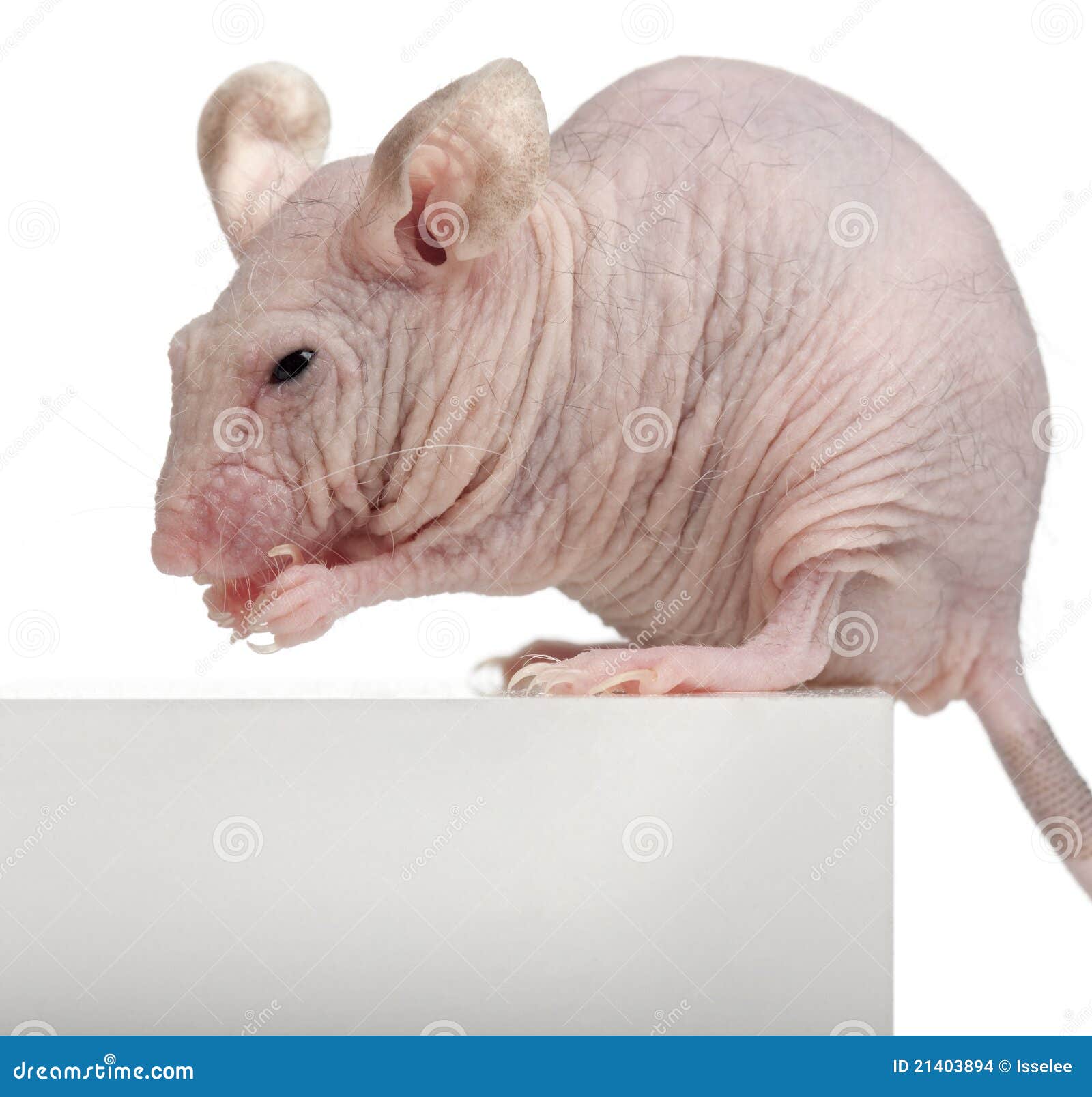Hairless House Mouse, Mus Musculus Stock Photo - Image of copy, full ...