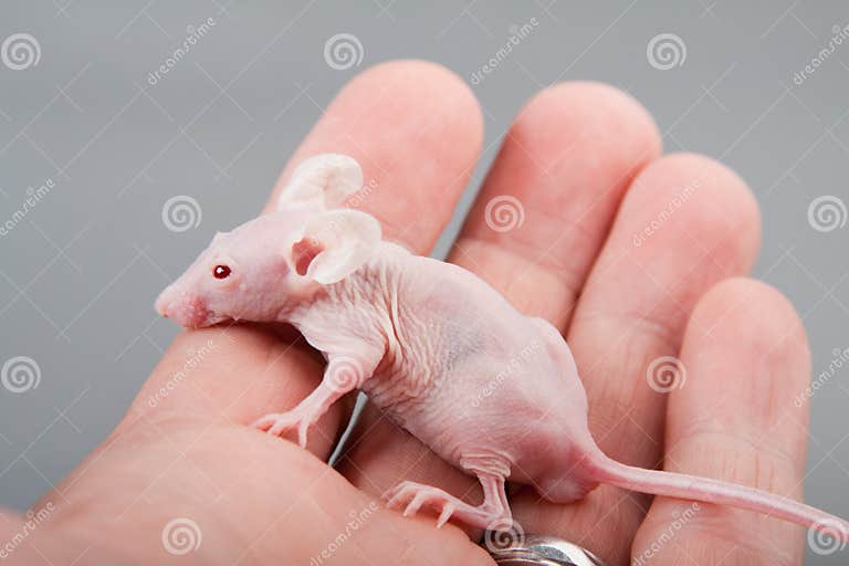 Hairless mouse stock photo. Image of biology, animal - 20434608