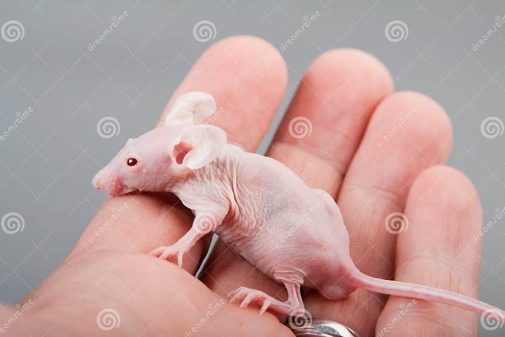 Hairless mouse stock photo. Image of biology, animal - 20434608