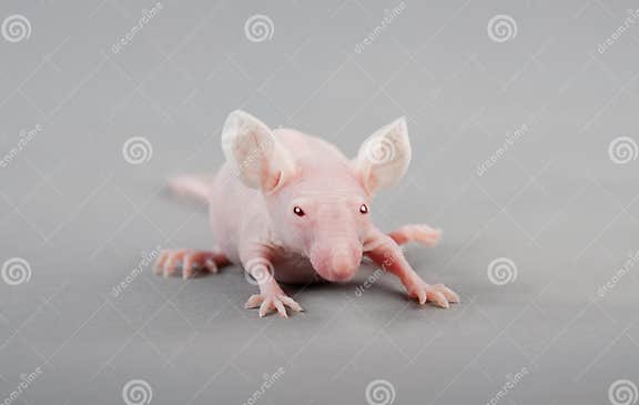 Hairless mouse stock image. Image of experiment, research - 20434609