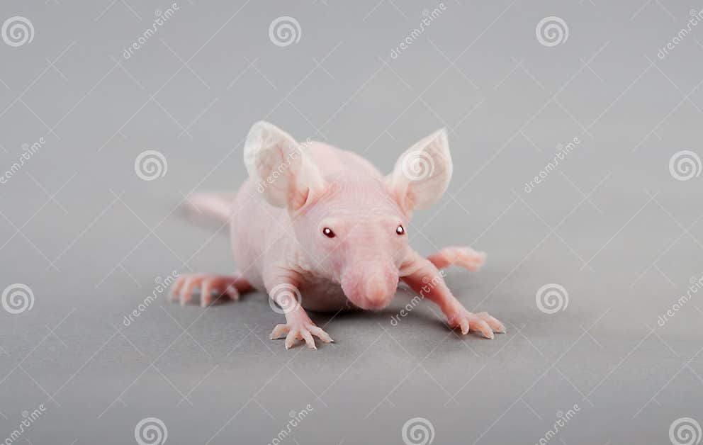 Hairless mouse stock image. Image of experiment, research - 20434609