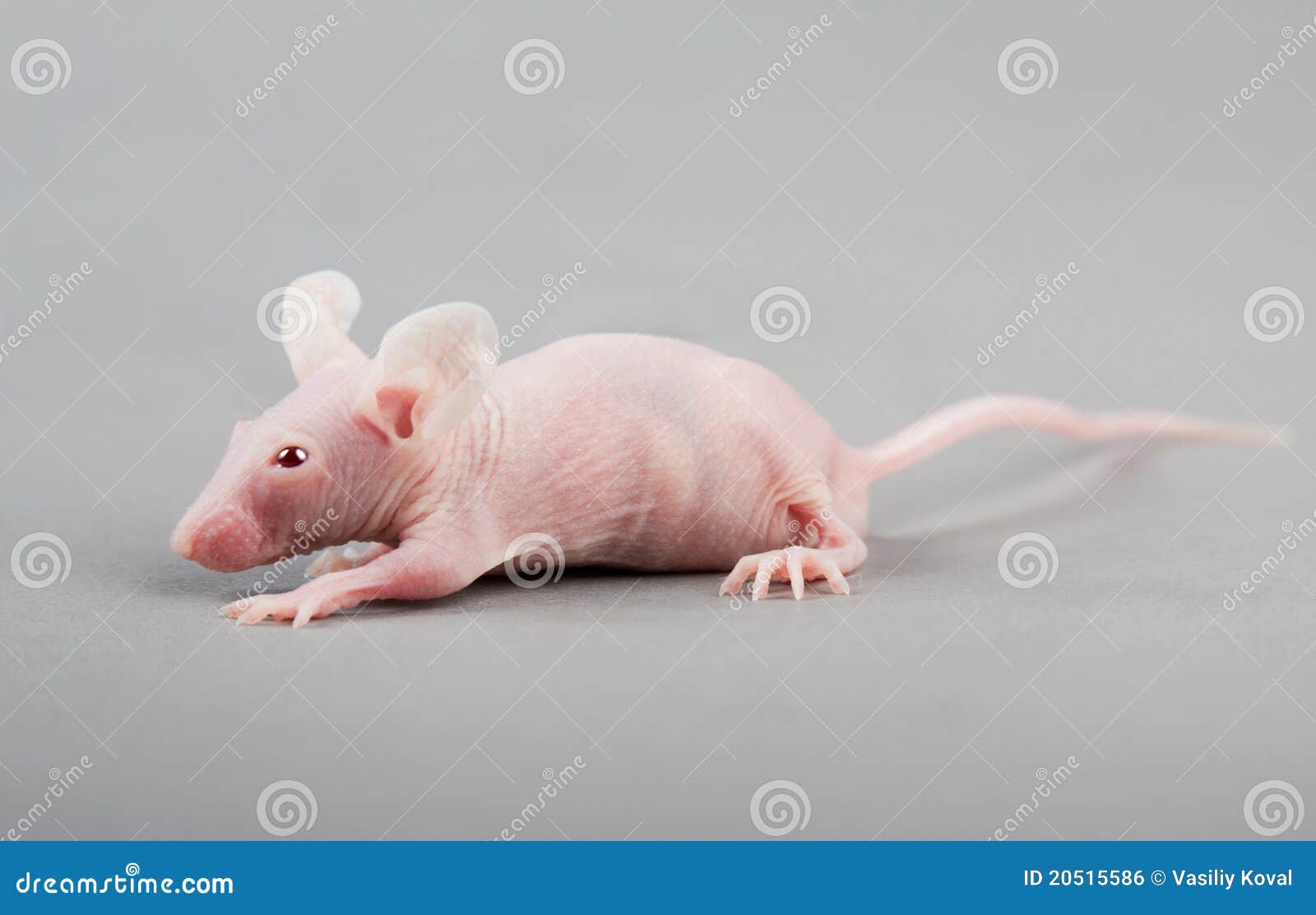 Hairless mouse stock photo. Image of mammal, mouse, test - 20515586