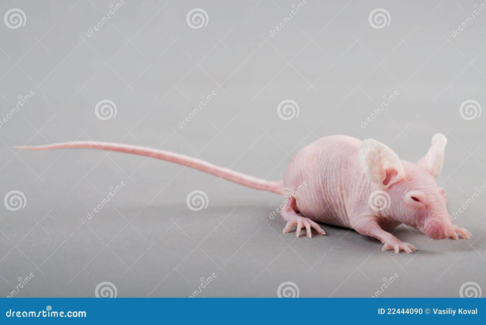 Hairless mouse stock photo. Image of mammal, gene, nature - 22444090