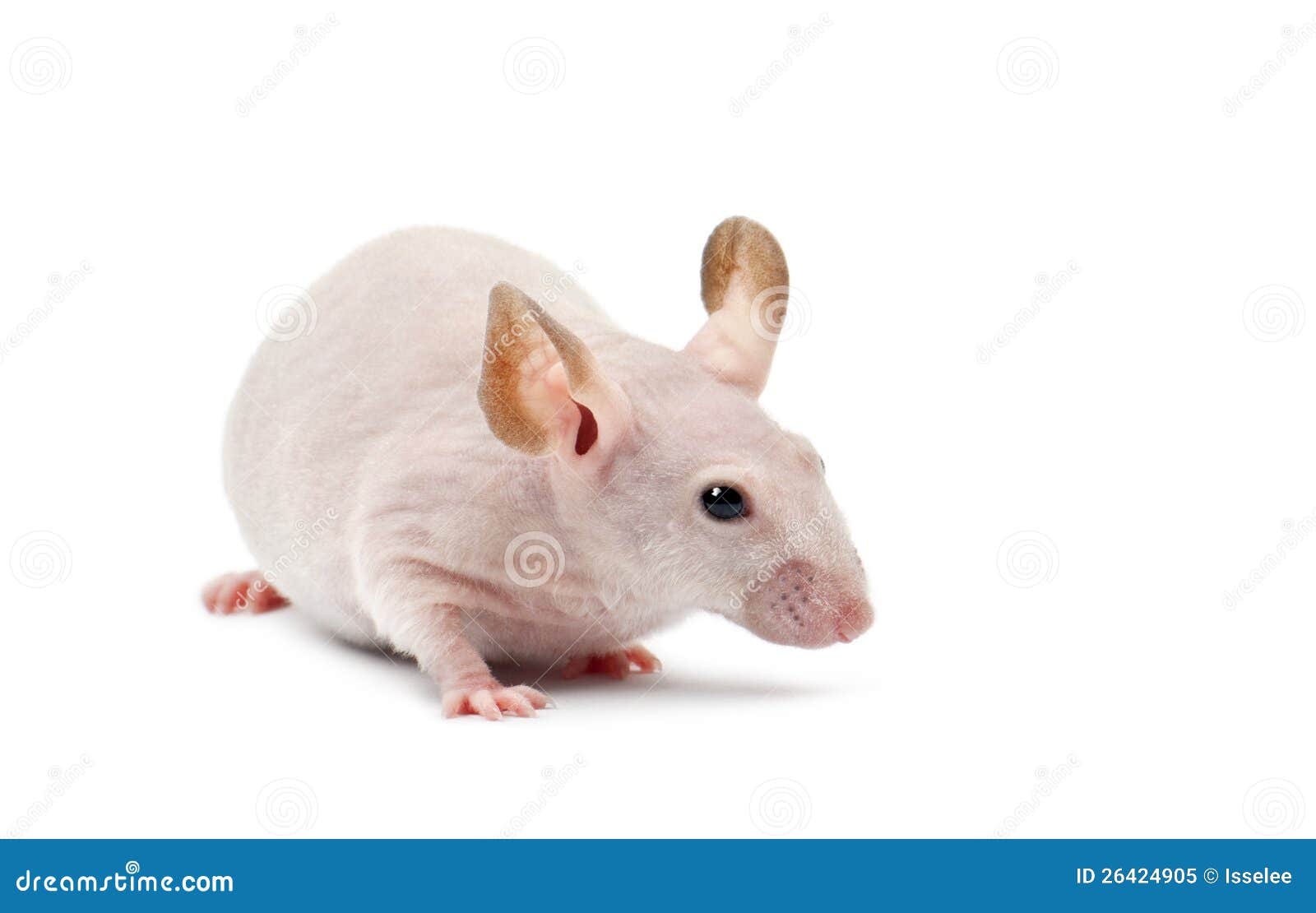 Hairless Mouse, Mus Musculus Stock Image - Image of vertebrate, looking ...