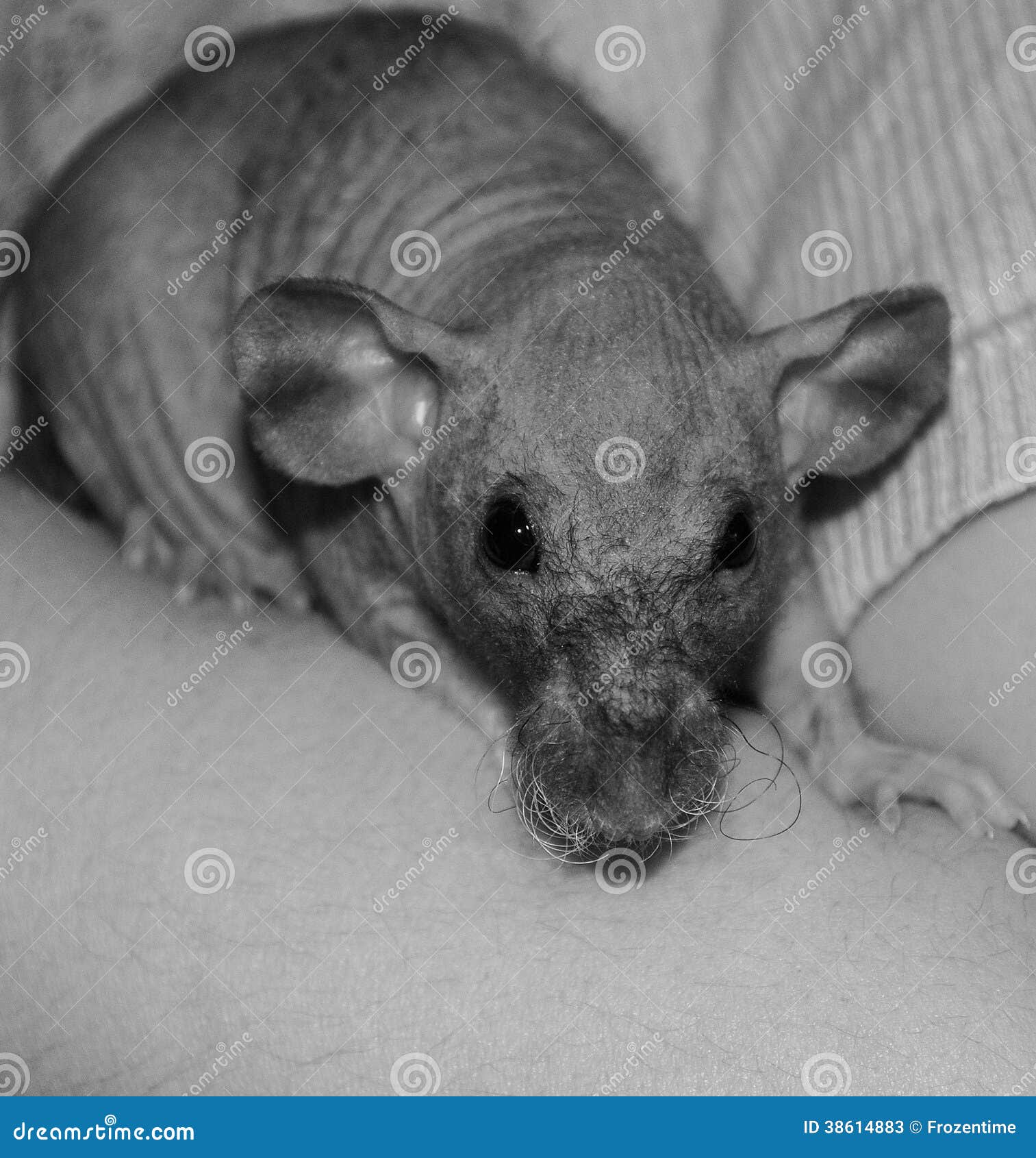 Hairless Rat stock image. Image of whisker, mammal, animal - 38614883