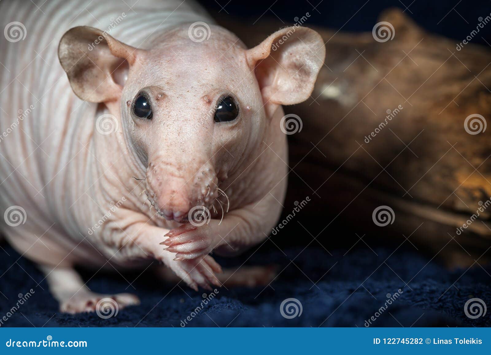 Sphinx Rat Shows Your Nails Stock Photo - Image of looking, genetics ...