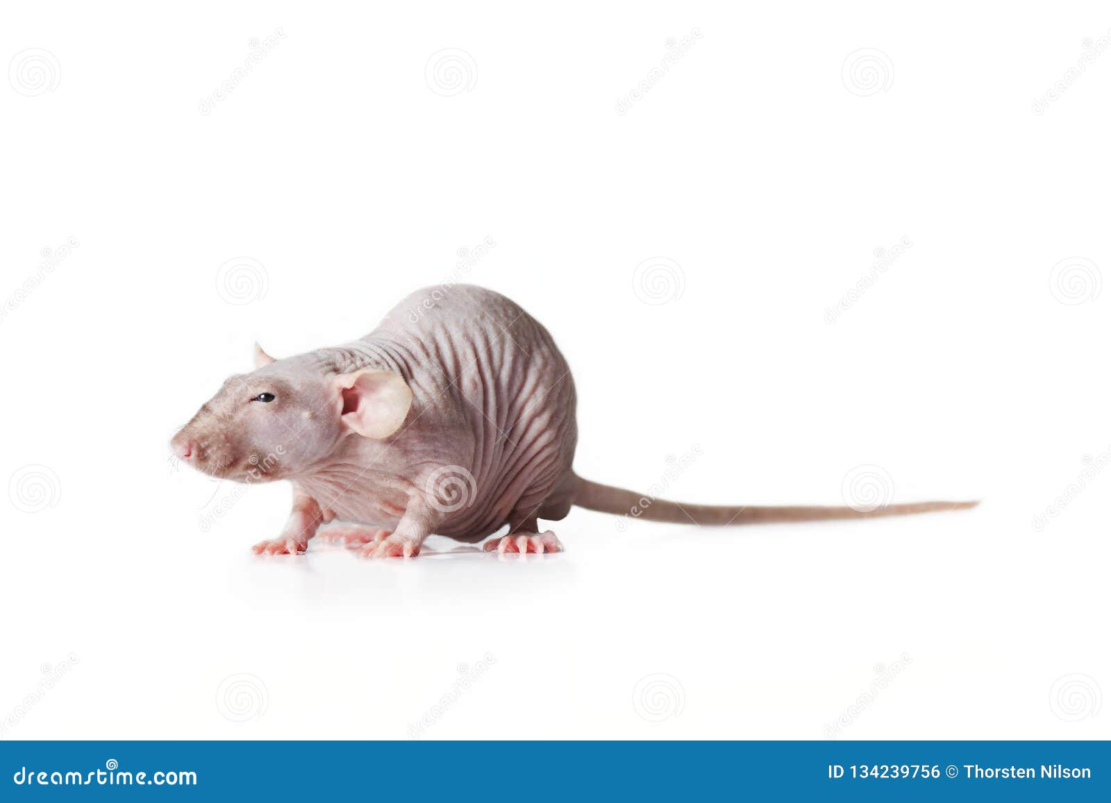 Hairless Rat, Side View Isolated on White Background. Stock Photo ...