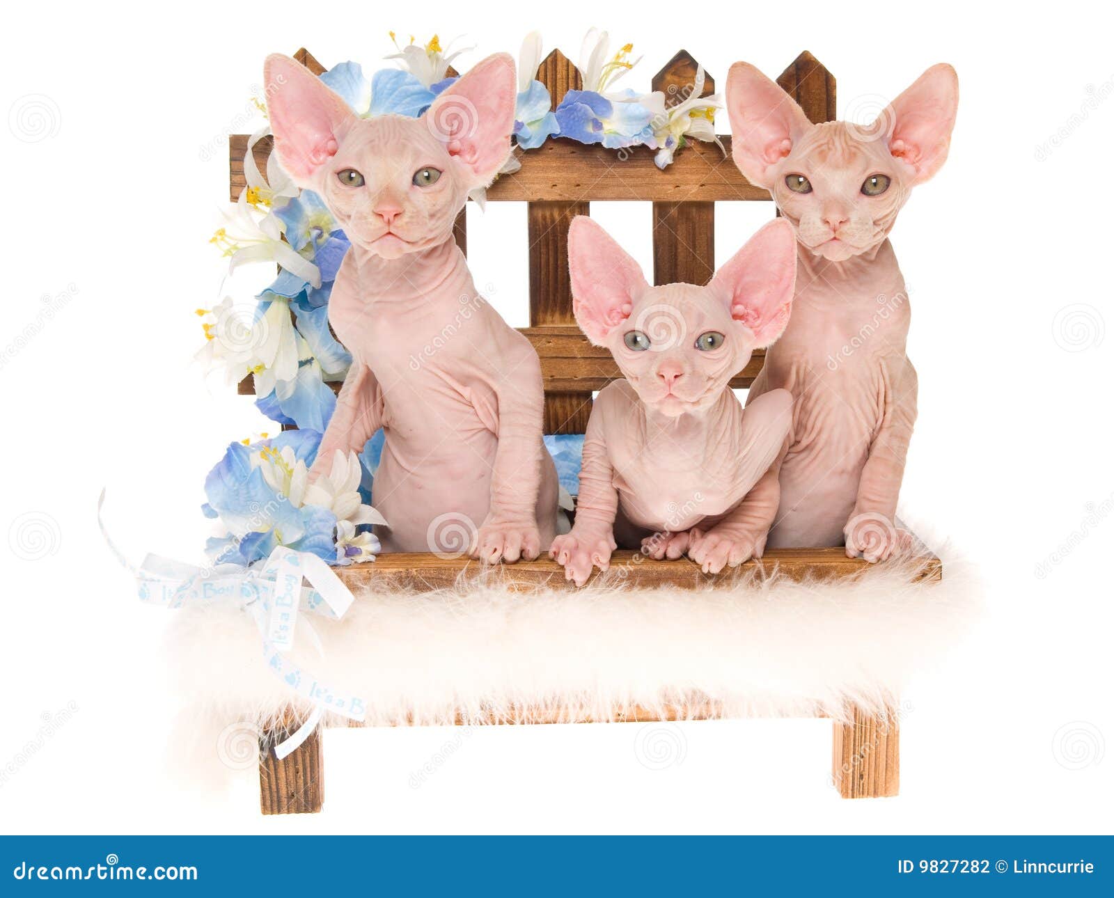 Hairless Sphynx Kittens on Mini Bench Stock Photo - Image of cute ...