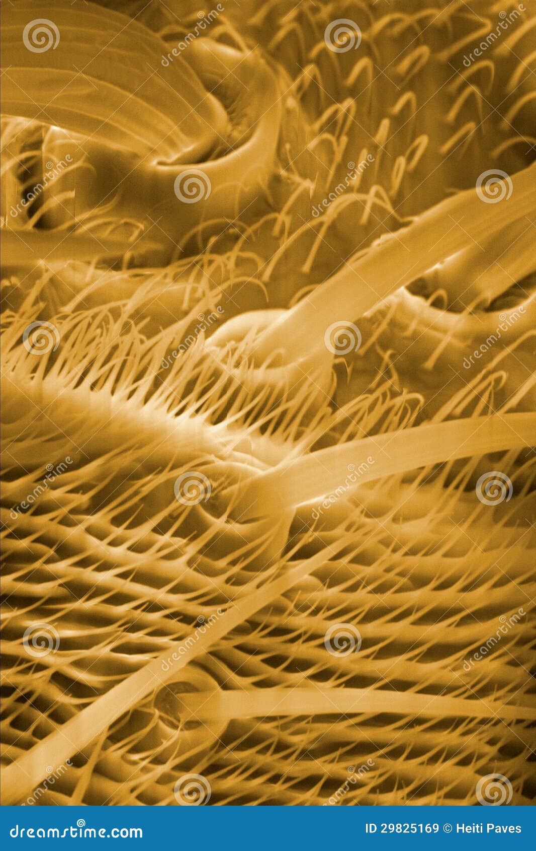 Human Hair Under Electron Microscope
