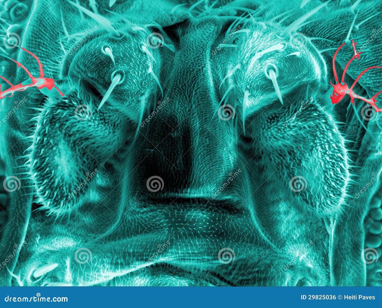 Hairs and Glands of a Fruit Fly Stock Photo - Image of fauna, insect ...