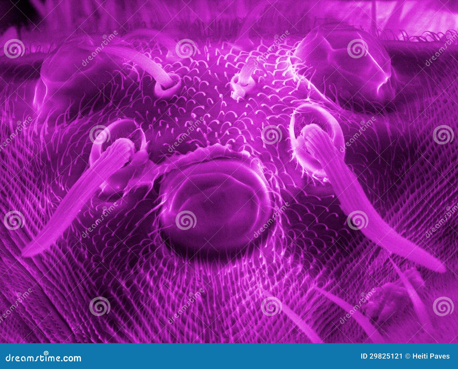 Hairs and Glands of a Fruit Fly Stock Image - Image of drosophila ...