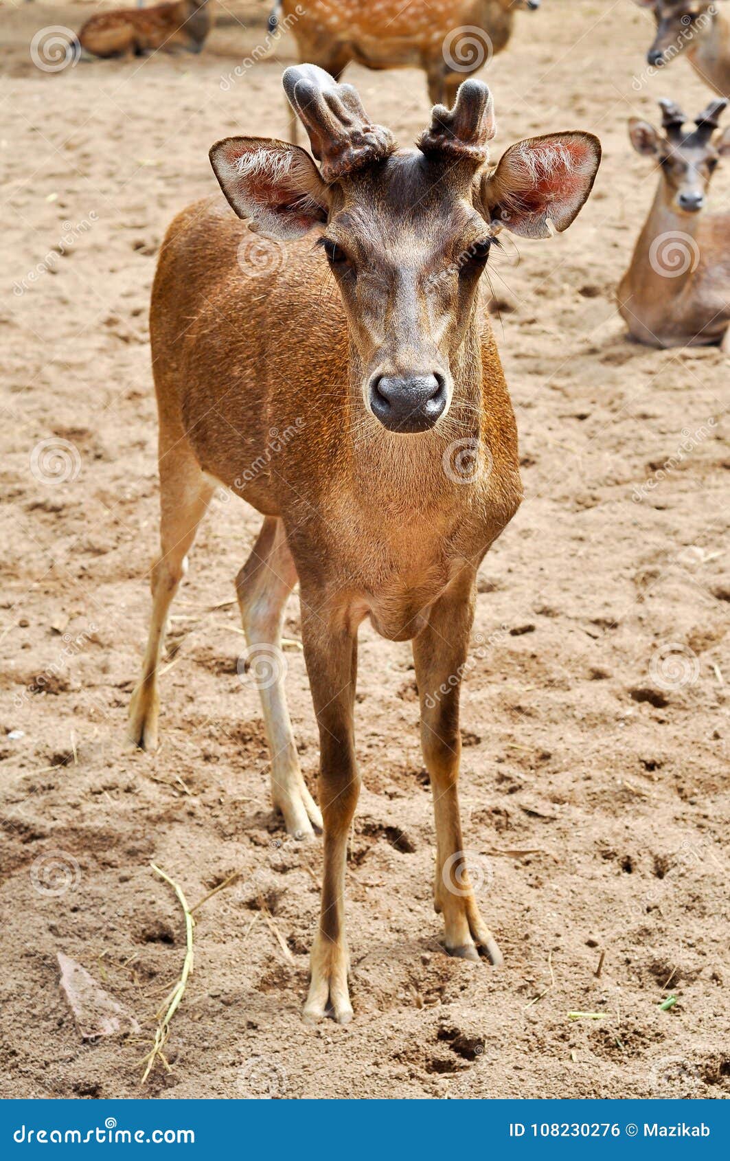 Rusa deer stock photo. Image of asia, huge, chordata - 108230276