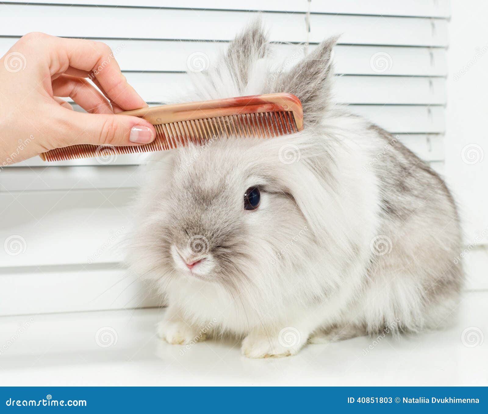 Hairstyle for rabbit stock image. Image of hair, decorative - 40851803