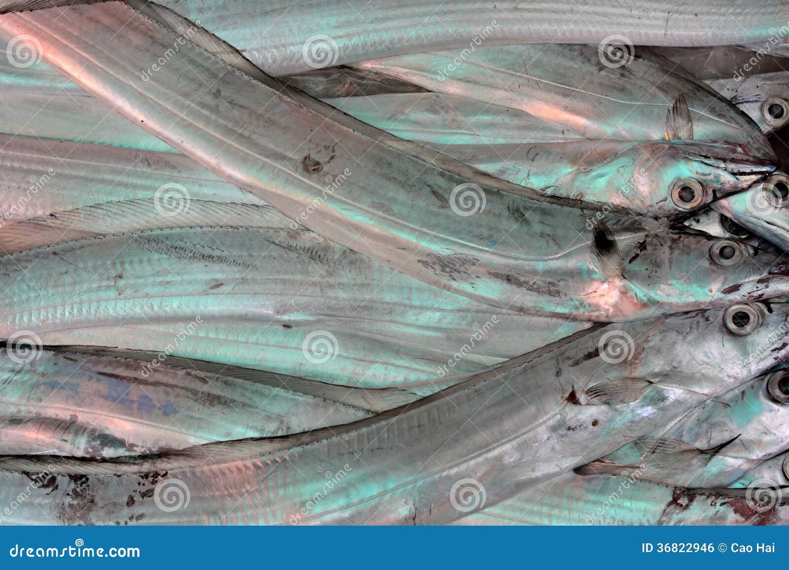 Hairtail fish stock photo. Image of animal, creature - 36822946