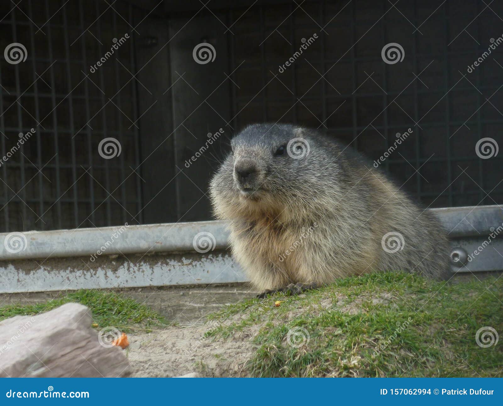 A groundhog from the Alps stock photo. Image of hairy - 157062994
