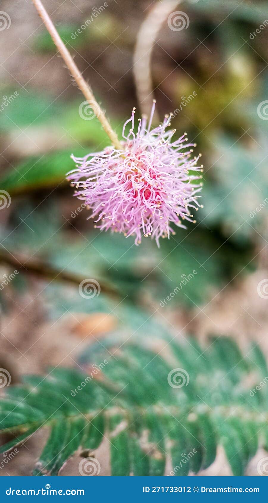 Hairy Ball Shaped Wild Bush Flowers Stock Photo - Image of herb, green ...