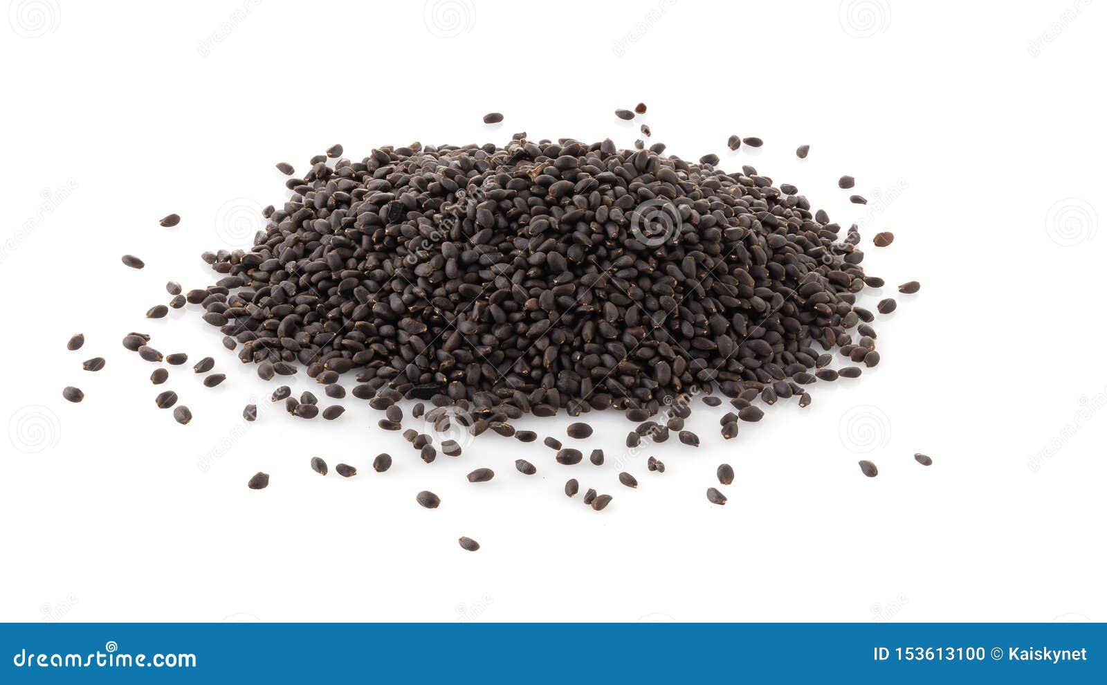 Hairy Basil Plant Grow Background. Lemon Basil Leaves. Vegetarian And ...