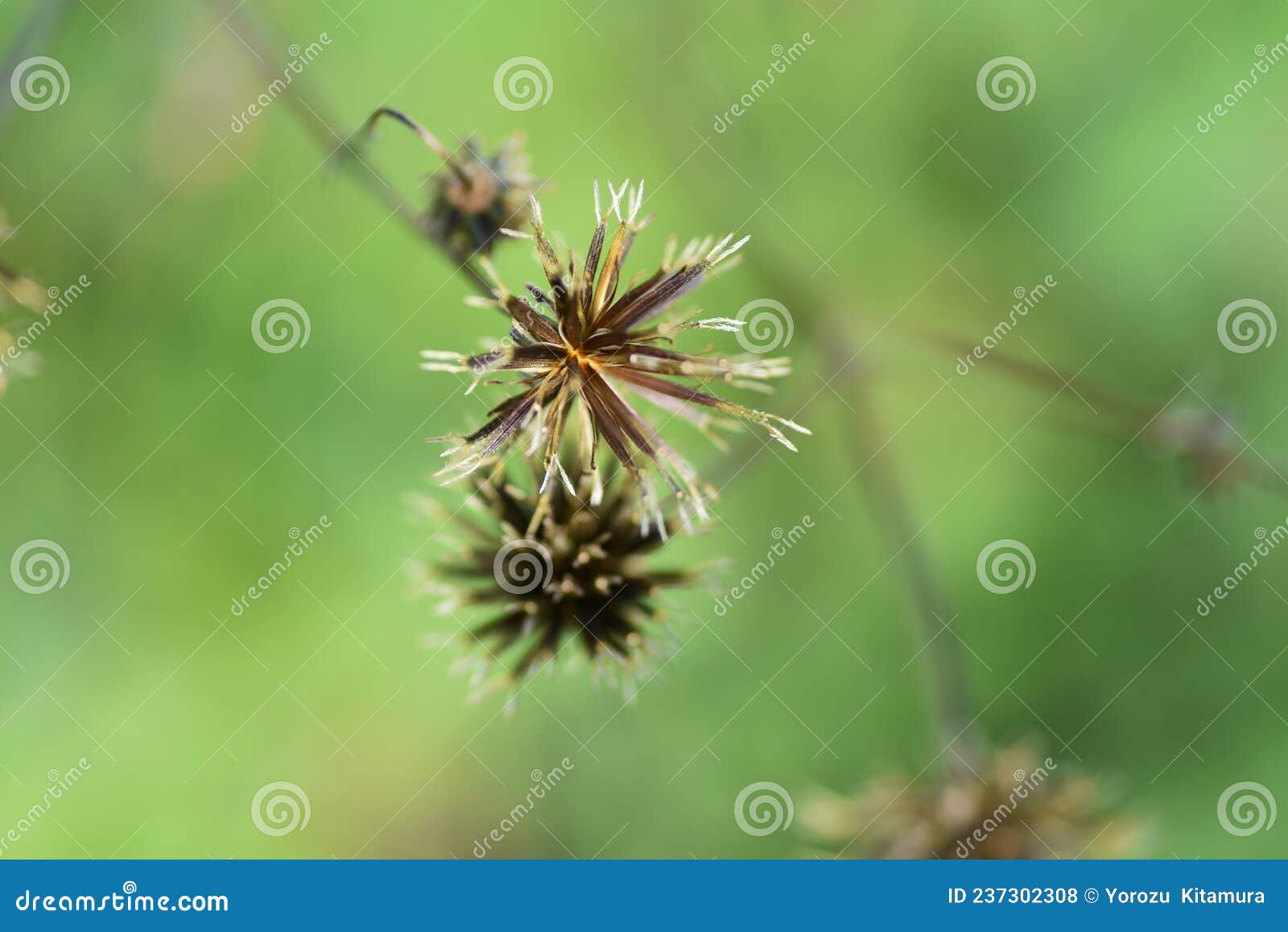 Hairy beggar ticks achene. stock photo. Image of cobblers - 237302308