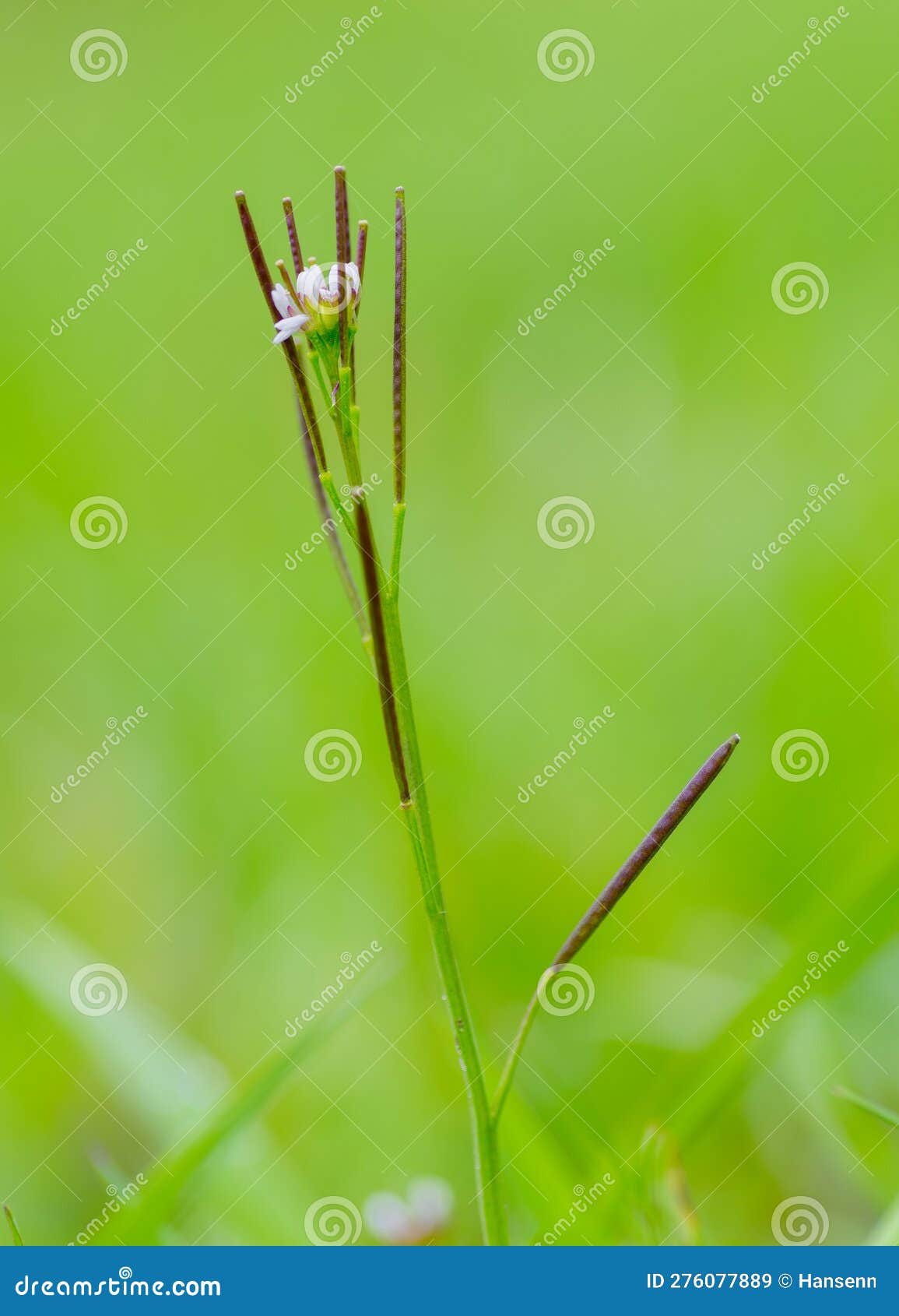 Hairy Bittercress, Invasive Anual Garden Weed. Royalty-Free Stock ...