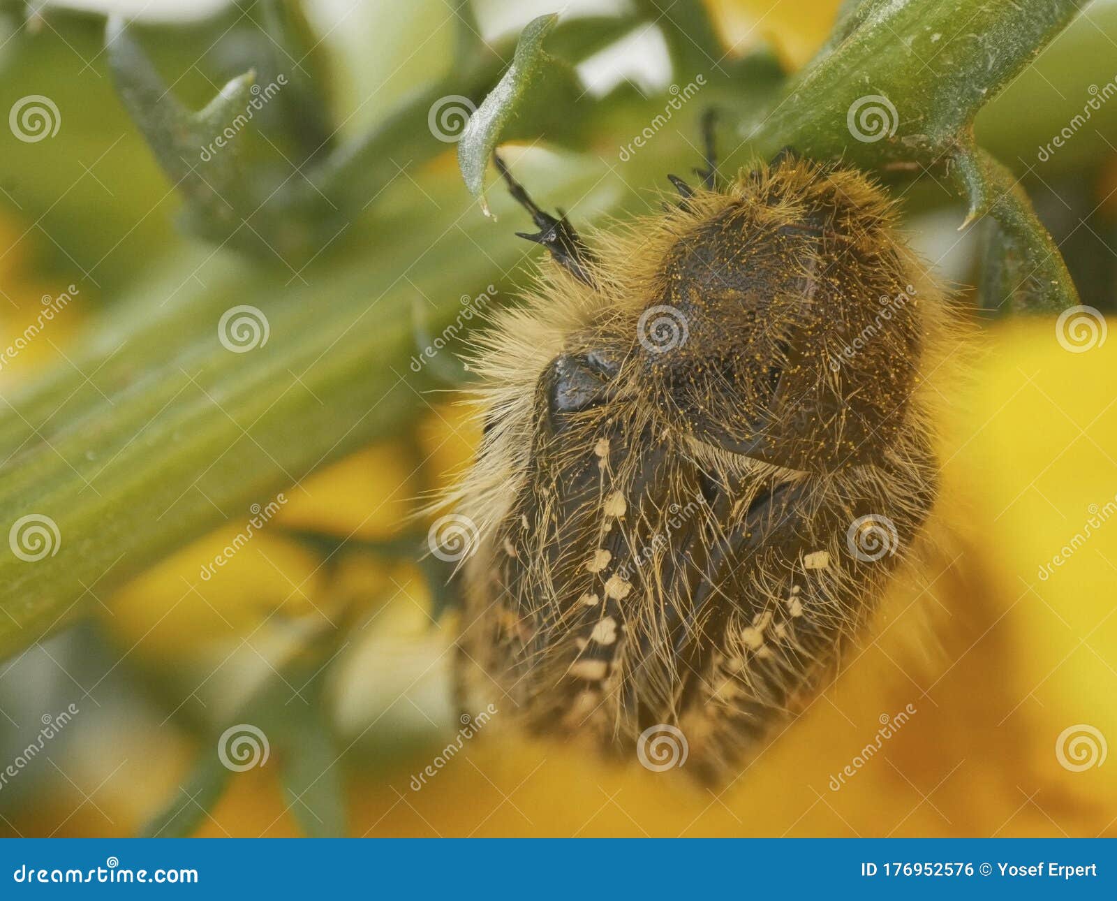 Hairy Black Bug with White Spots Stock Photo - Image of white, insect ...