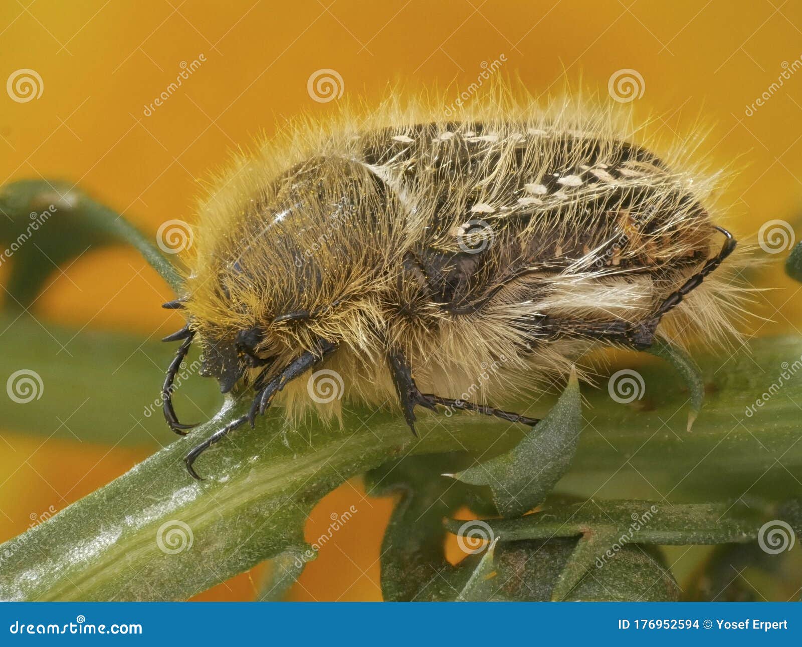 Hairy Black Bug with White Spots Stock Photo - Image of black, hairy ...