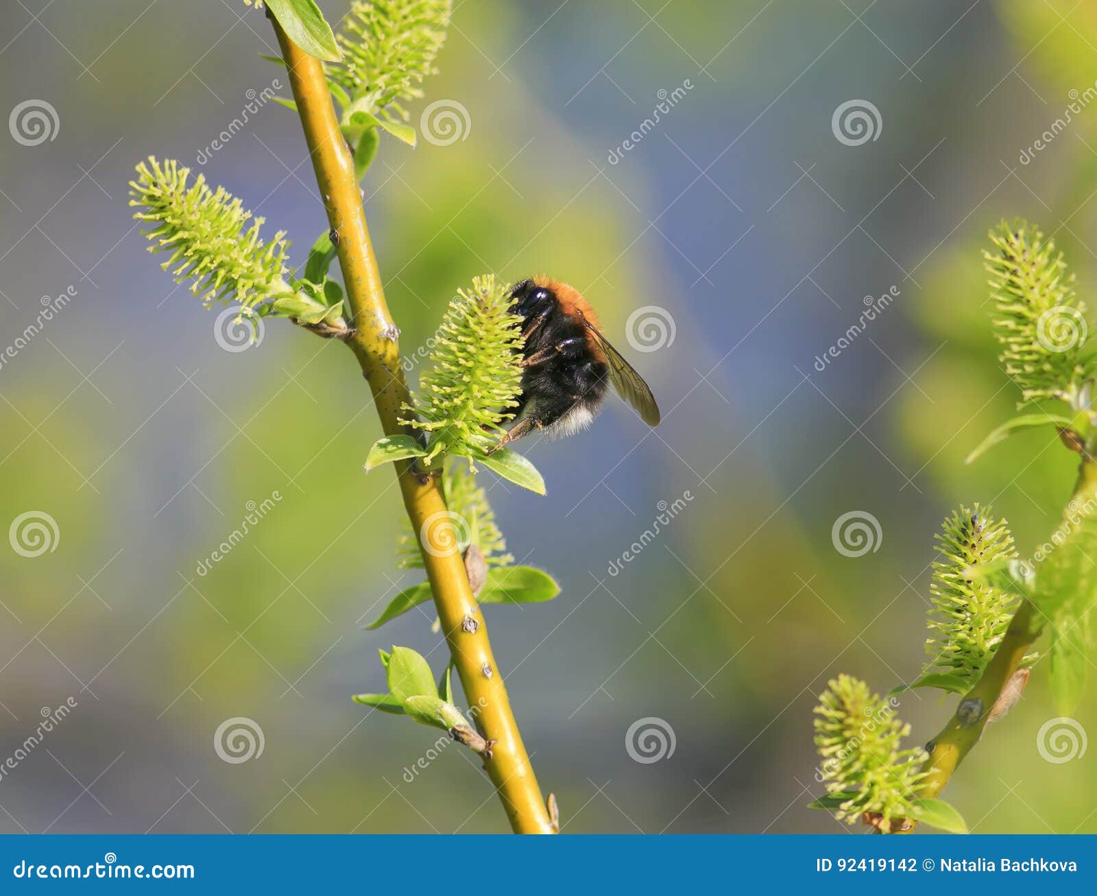 Hairy Black Bumblebee Collects Nectar from the Fresh Buds in the Stock ...