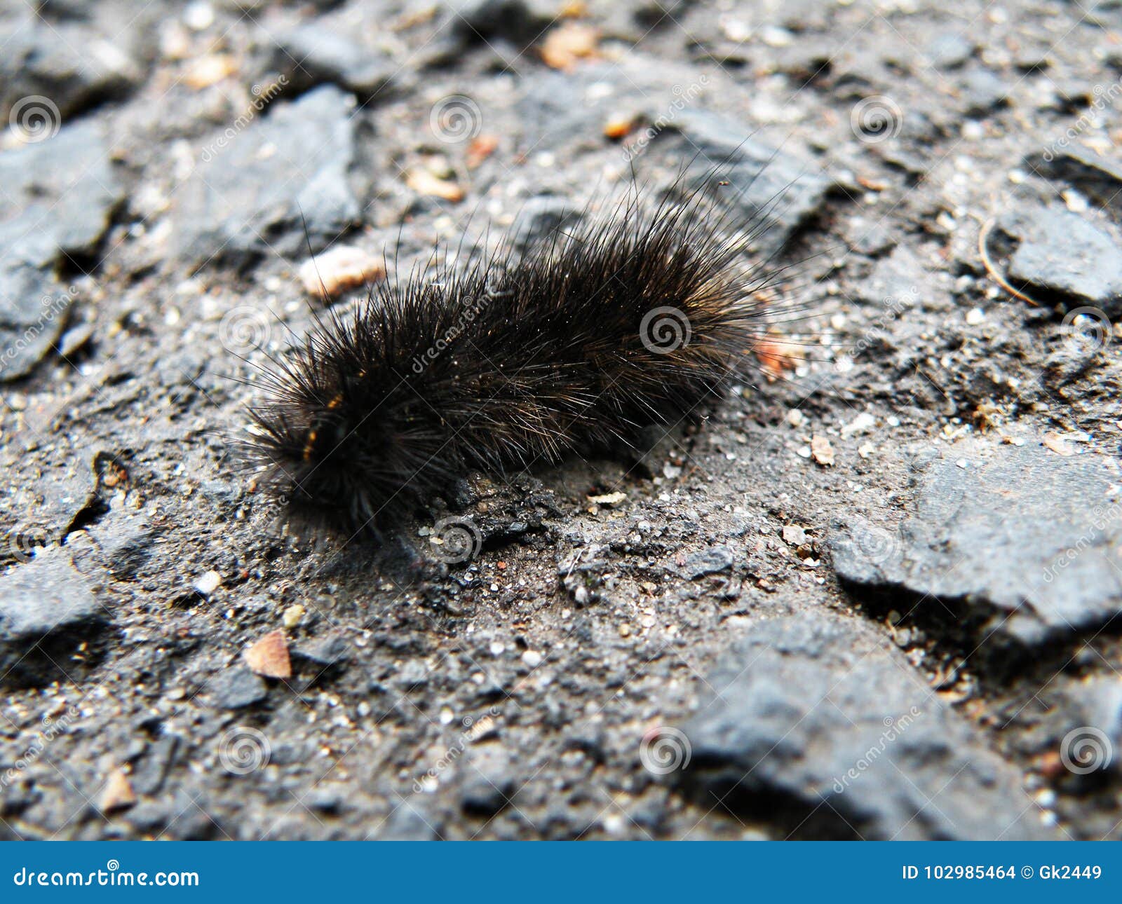 Hairy black larvae stock photo. Image of nature, larvae - 102985464