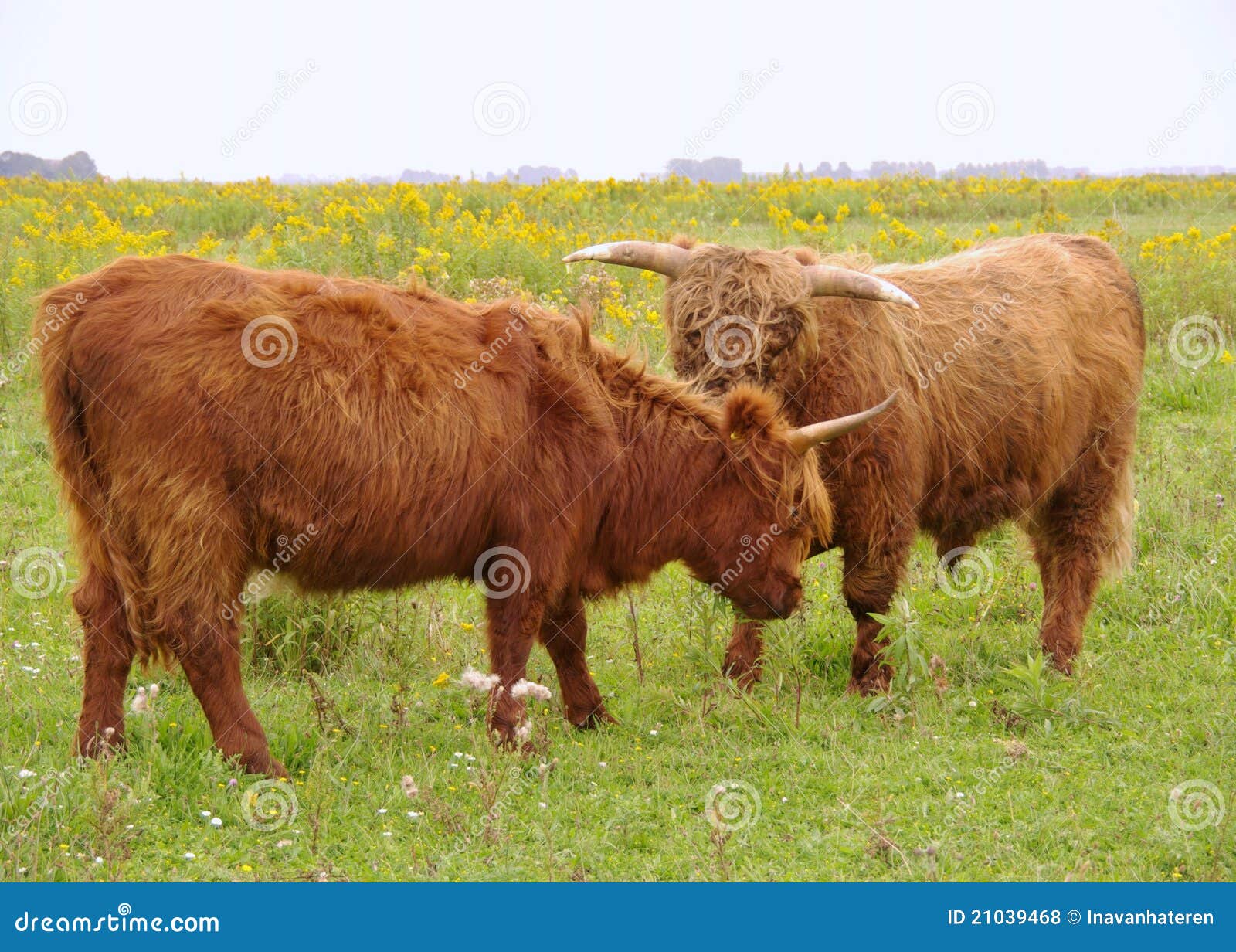 Hairy brown cattle stock photo. Image of animals, dutch - 21039468