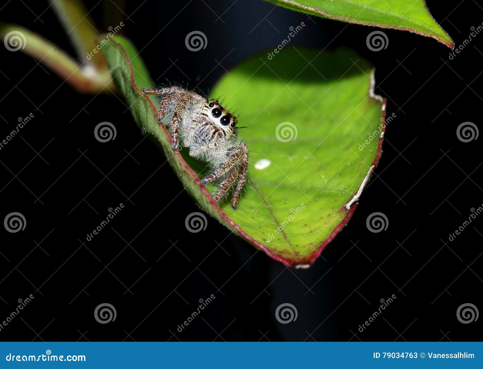 Hairy, Brown Jumping Spider On A Leaf Royalty-Free Stock Photo ...