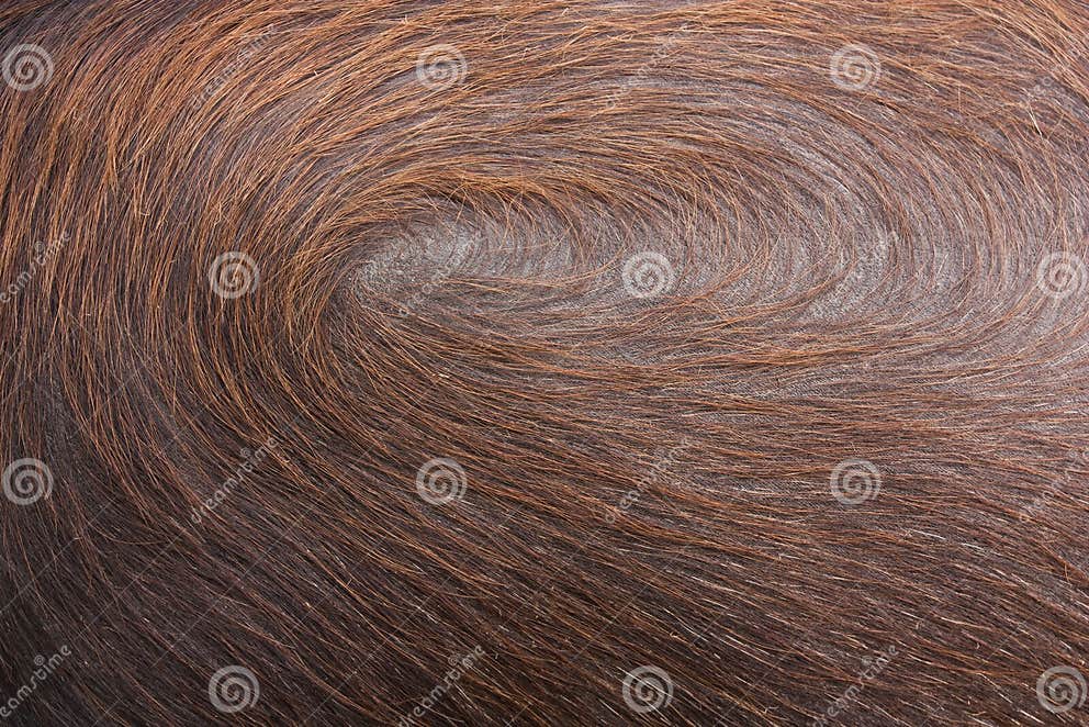 Hairy Buffalo stock photo. Image of animal, closeup, skin - 39063520