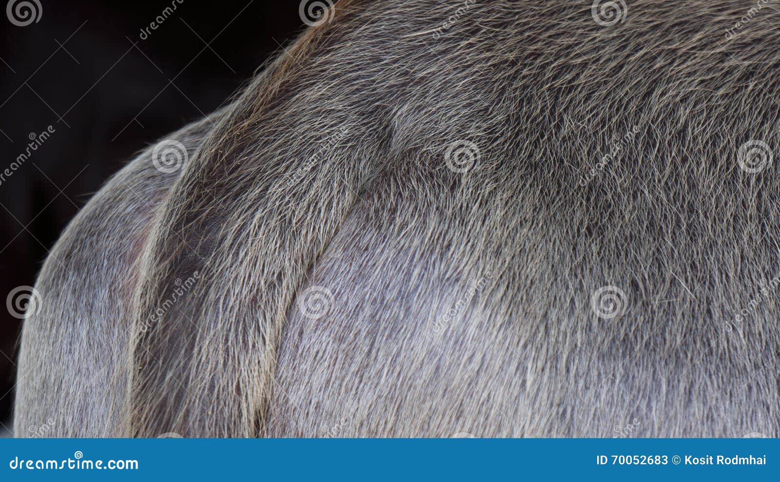 Hairy Buffalo. stock image. Image of color, large, animal - 70052683