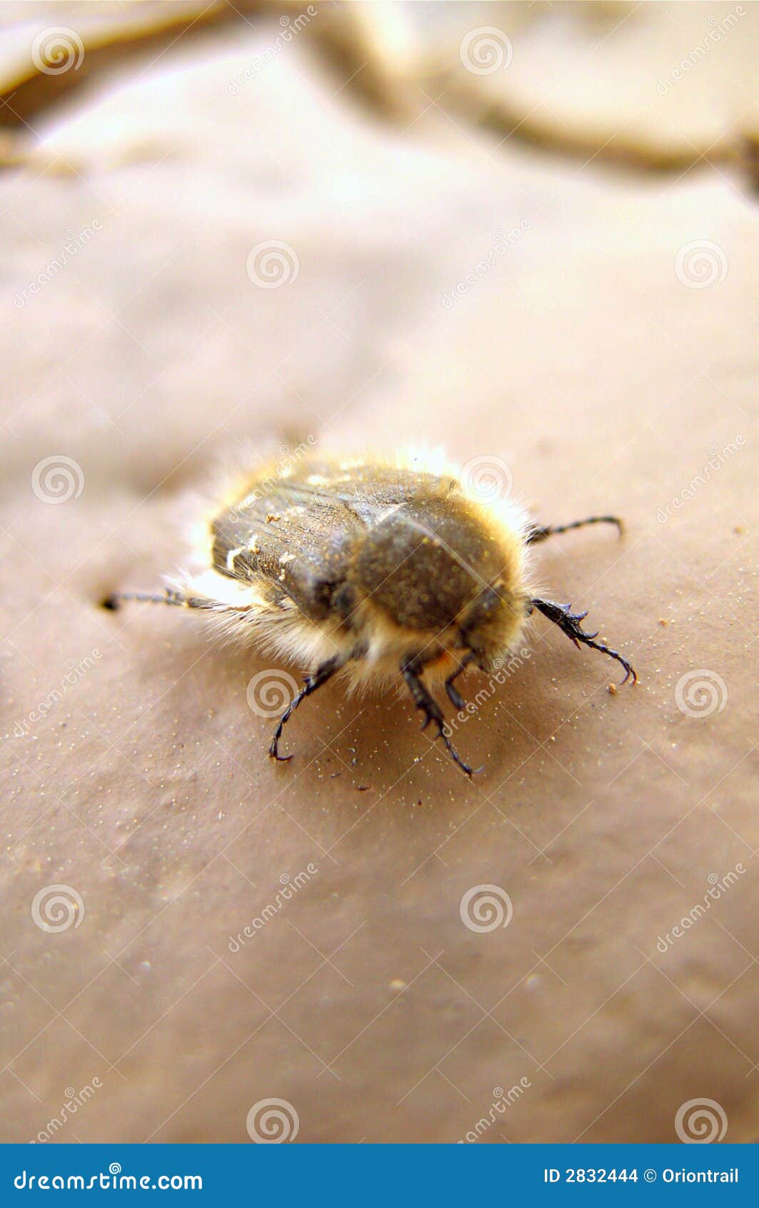 Hairy bug stock photo. Image of nice, scary, small, brown - 2832444