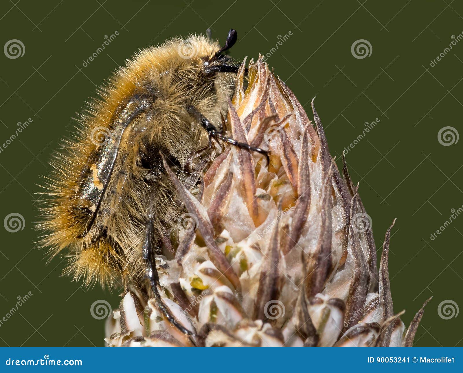 Hairy bug profile stock image. Image of animal, entomology - 90053241