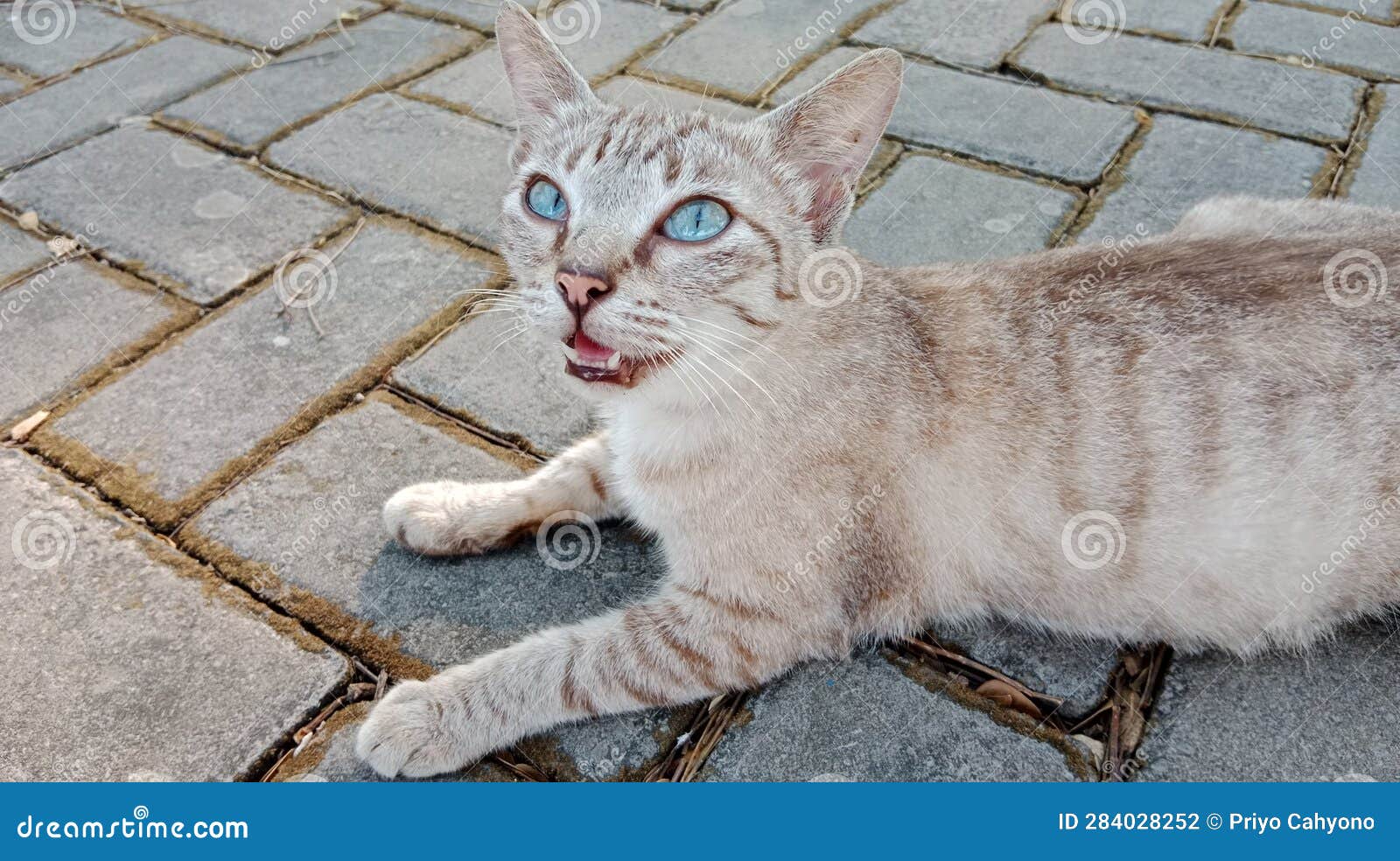 A Hairy Cat with Sharp Fangs Stock Photo - Image of carnivore, wildcat ...