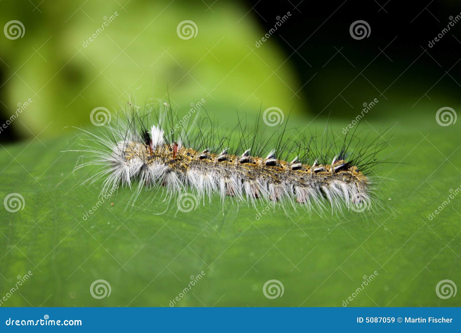Hairy Caterpillar stock image. Image of spiky, worm, caterpillar - 5087059