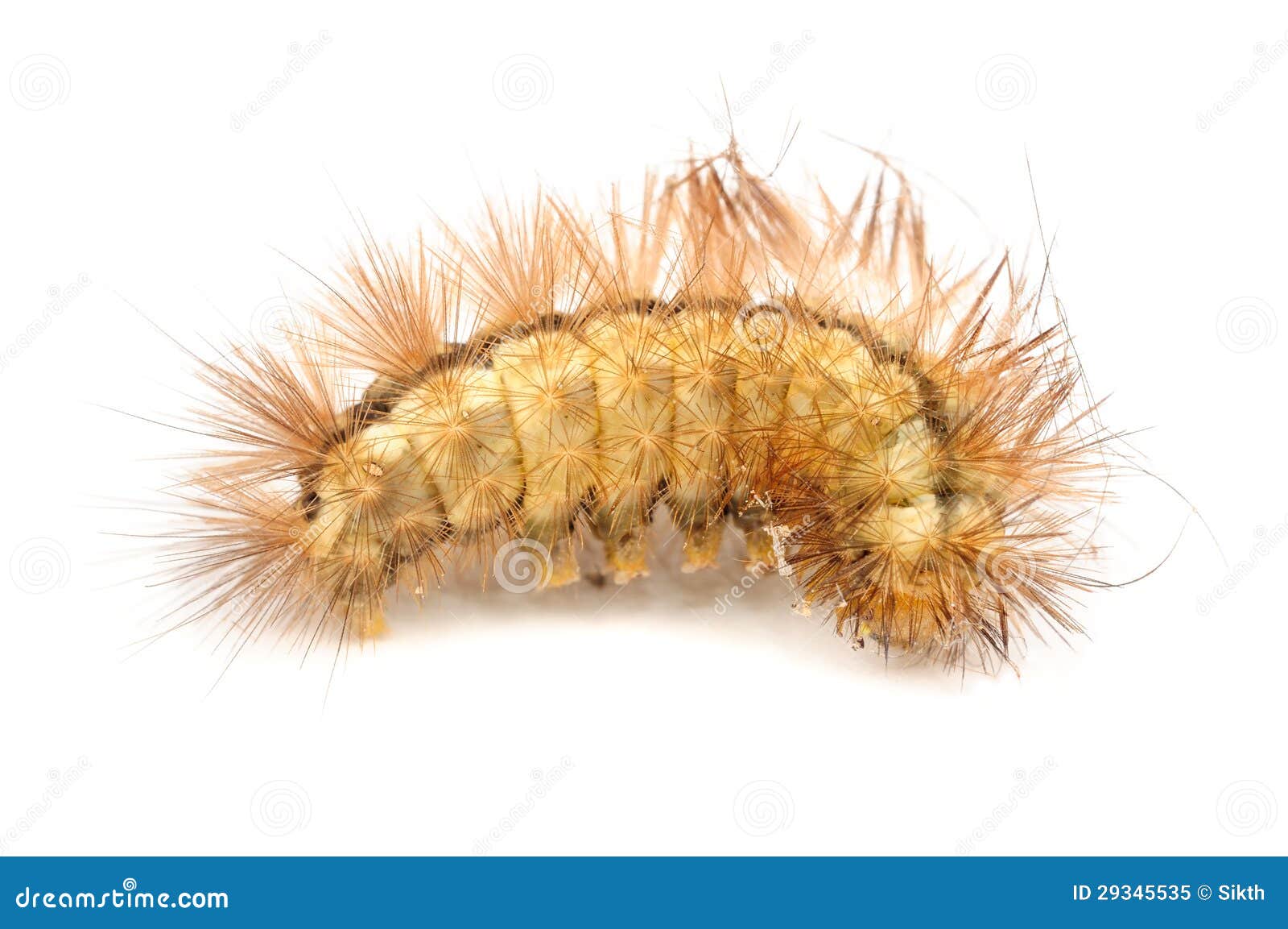 582 Hairy Caterpillar Isolated White Background Photos - Free & Royalty ...