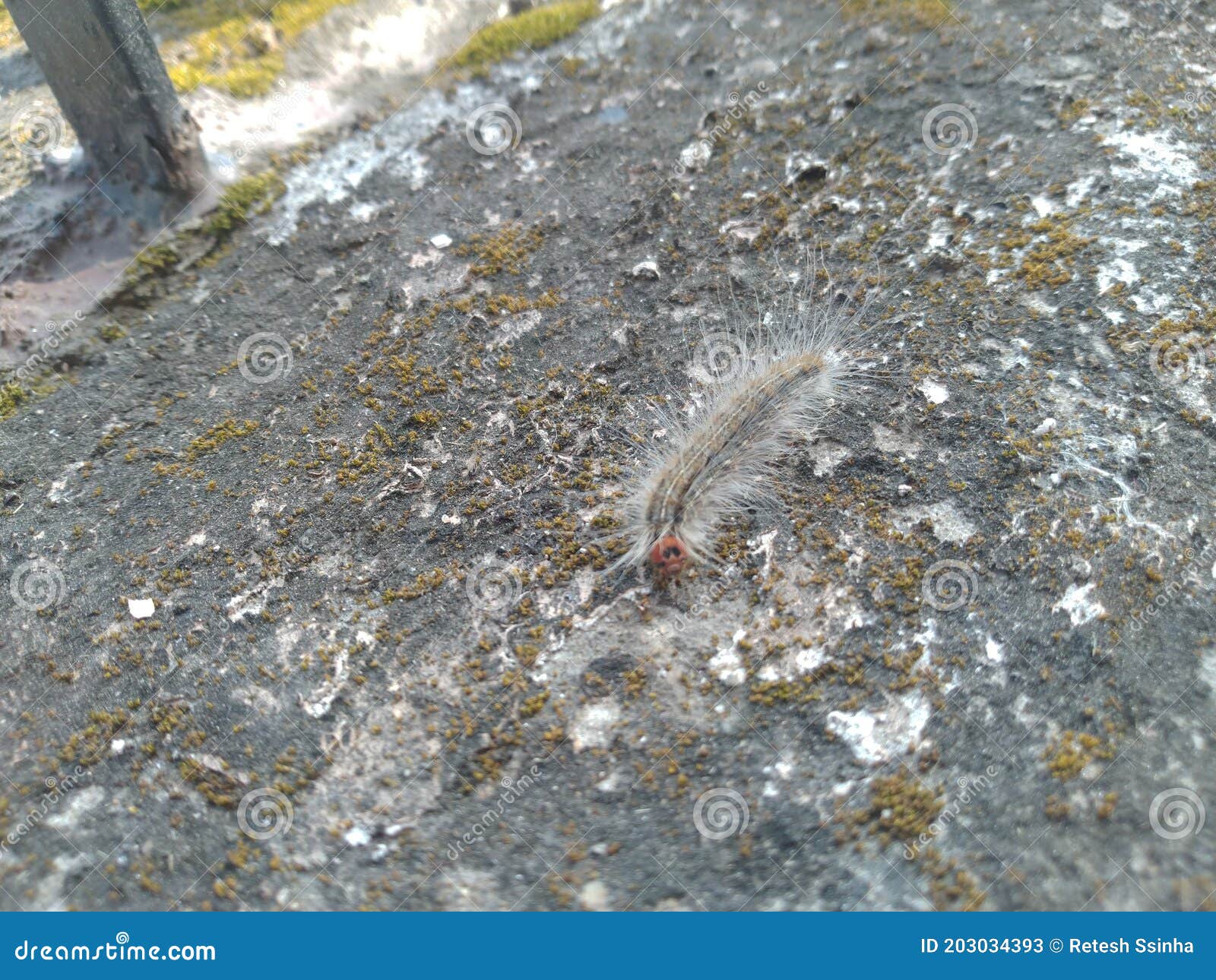 Hairy Caterpillar Outside Closeup Stock Image - Image of water, fish ...