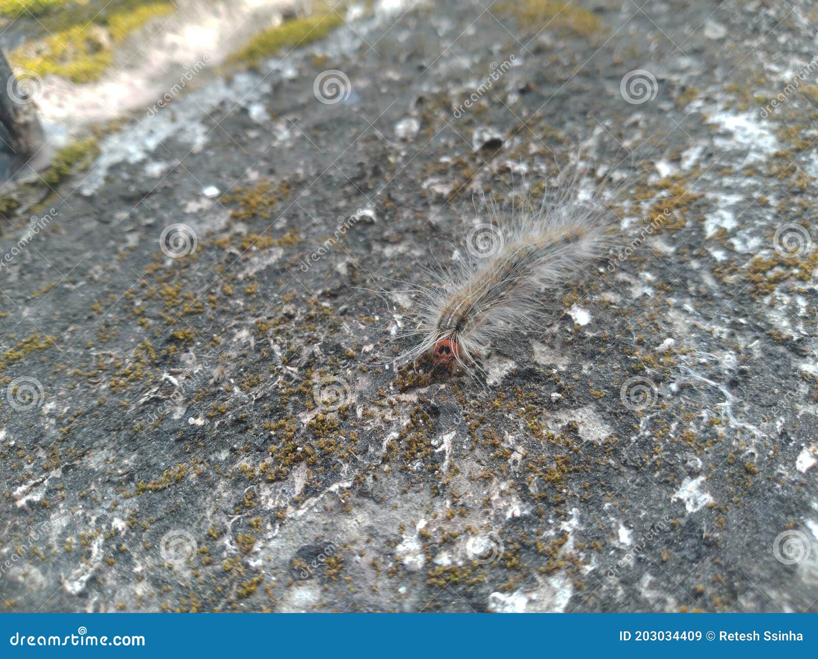 Hairy Caterpillar Outside Closeup Stock Image - Image of sand, frost ...