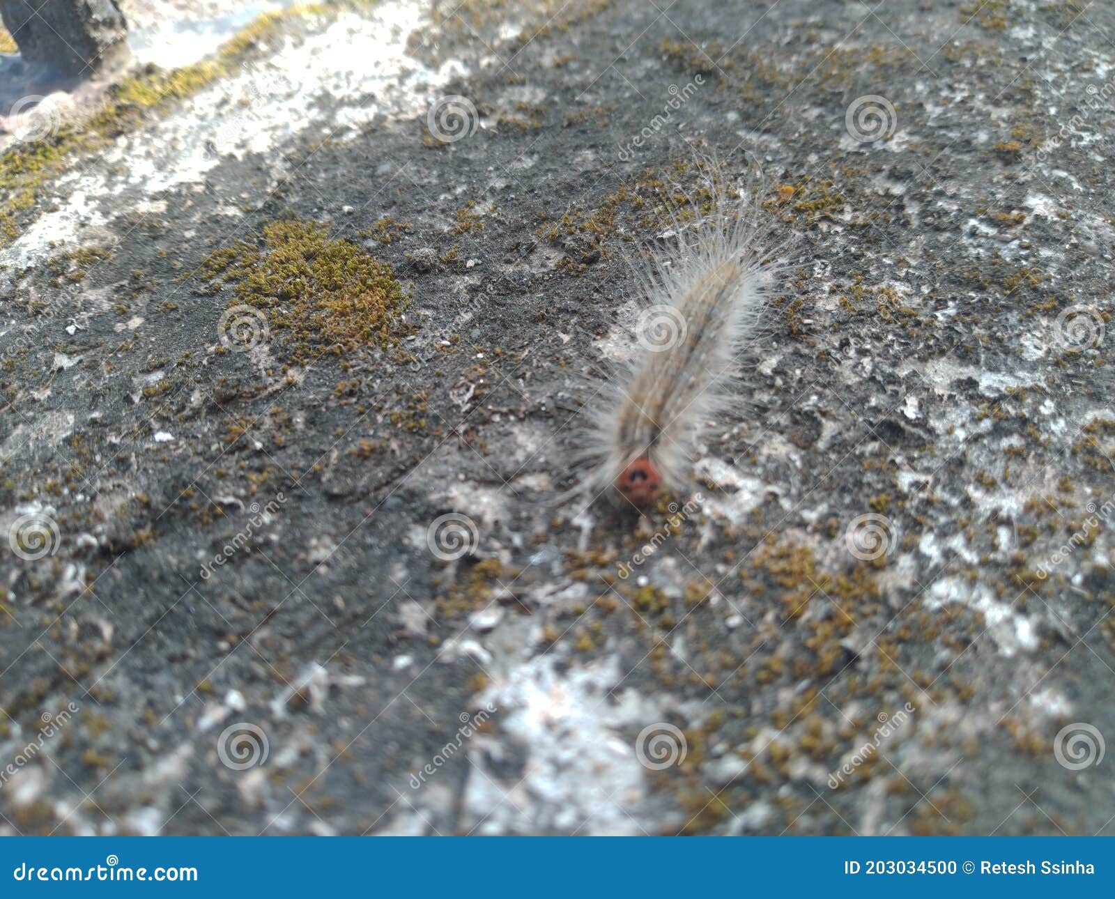 Hairy Caterpillar Outside Closeup Stock Photo - Image of geology ...