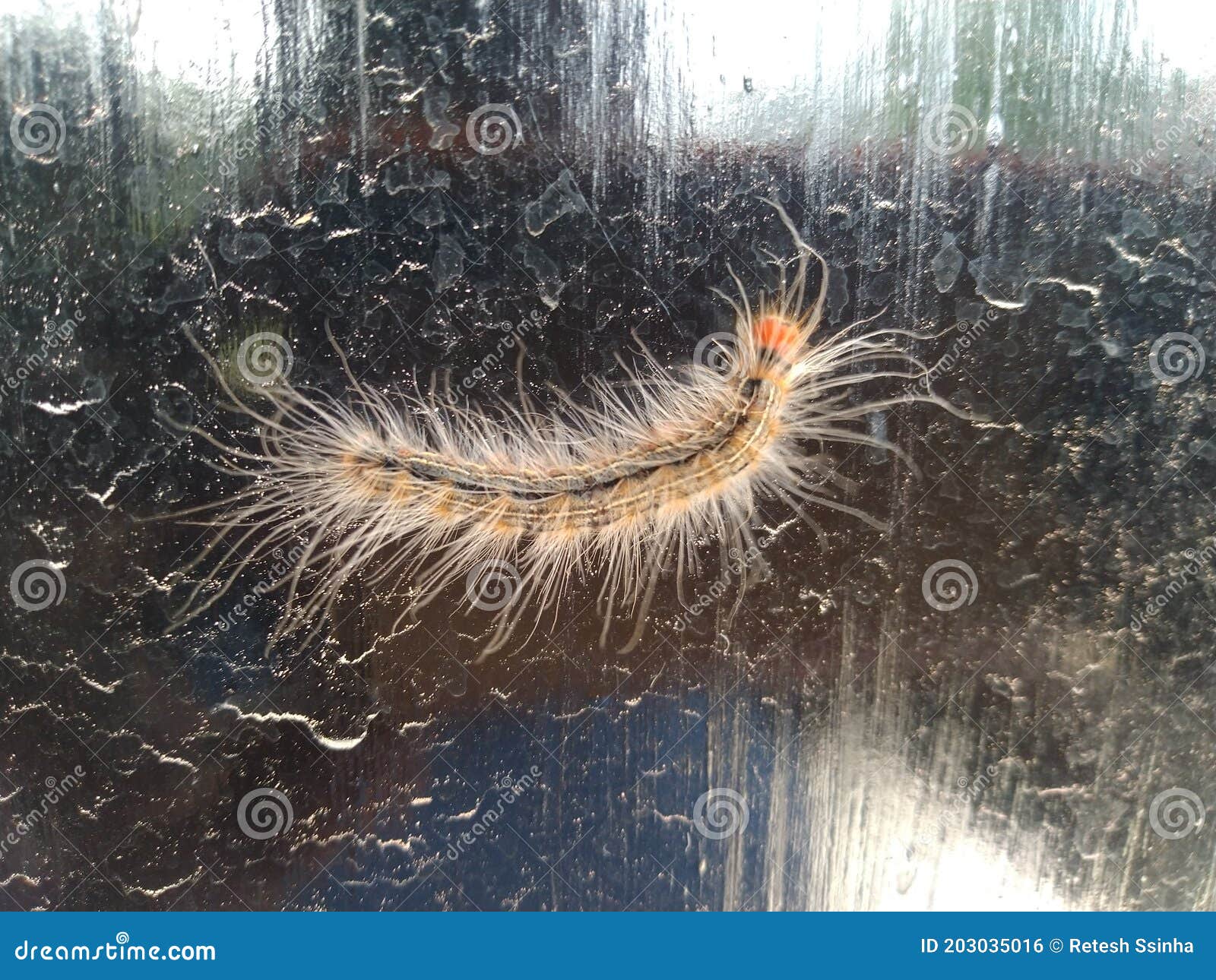 Hairy Caterpillar Outside Closeup Stock Photo - Image of arthropod ...
