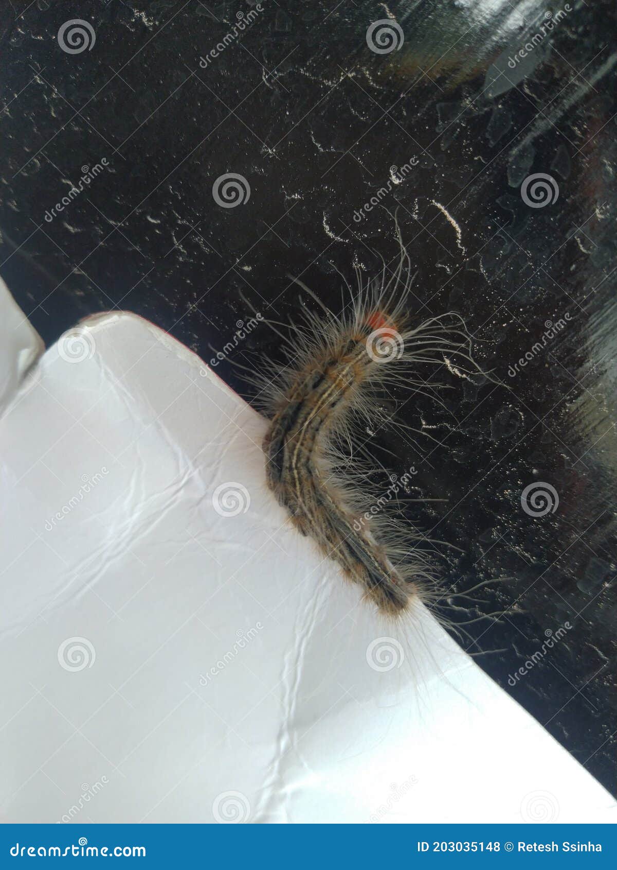 Hairy Caterpillar Outside Closeup Stock Photo - Image of moth ...