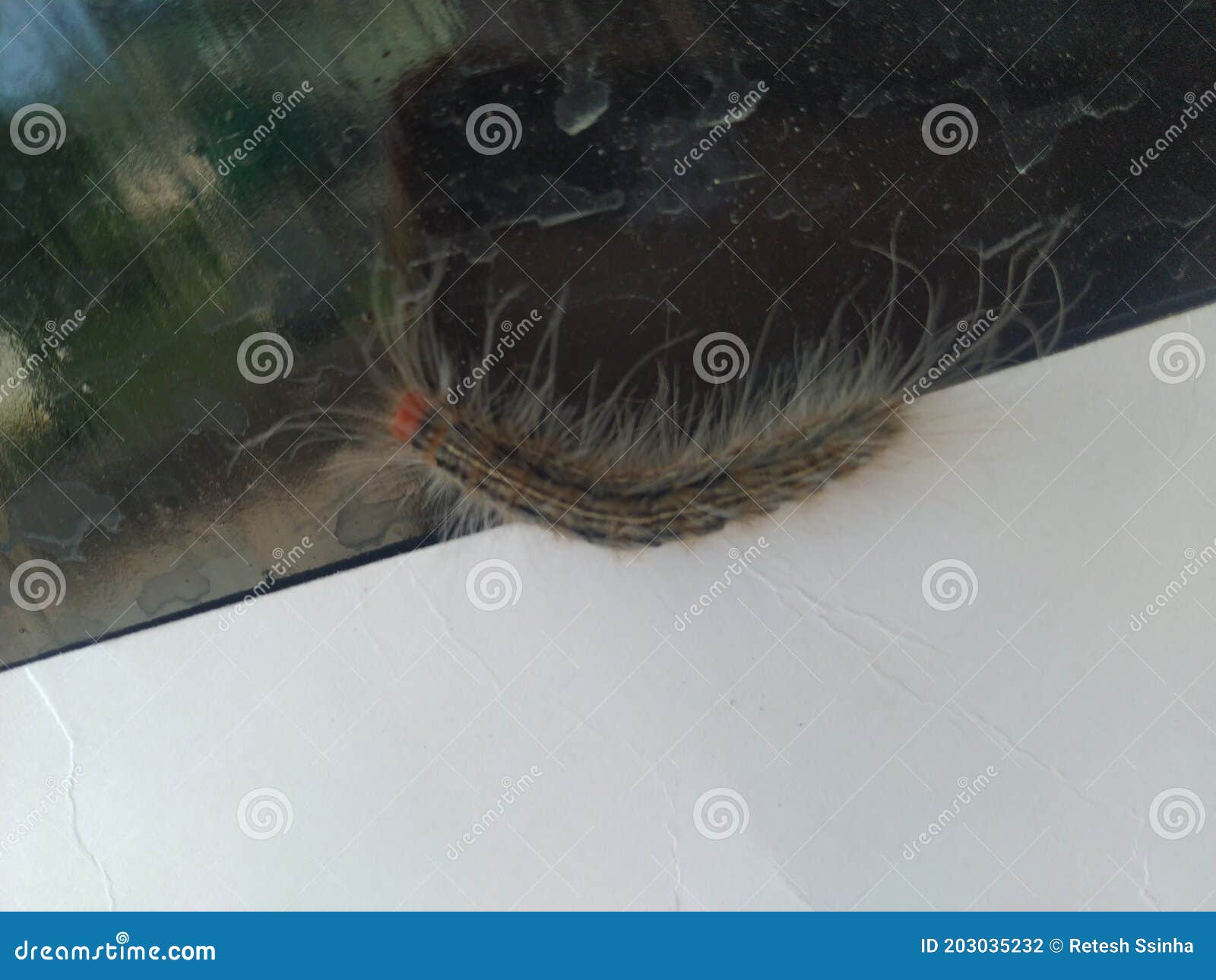 Hairy Caterpillar Outside Closeup Stock Photo - Image of animal, glass ...