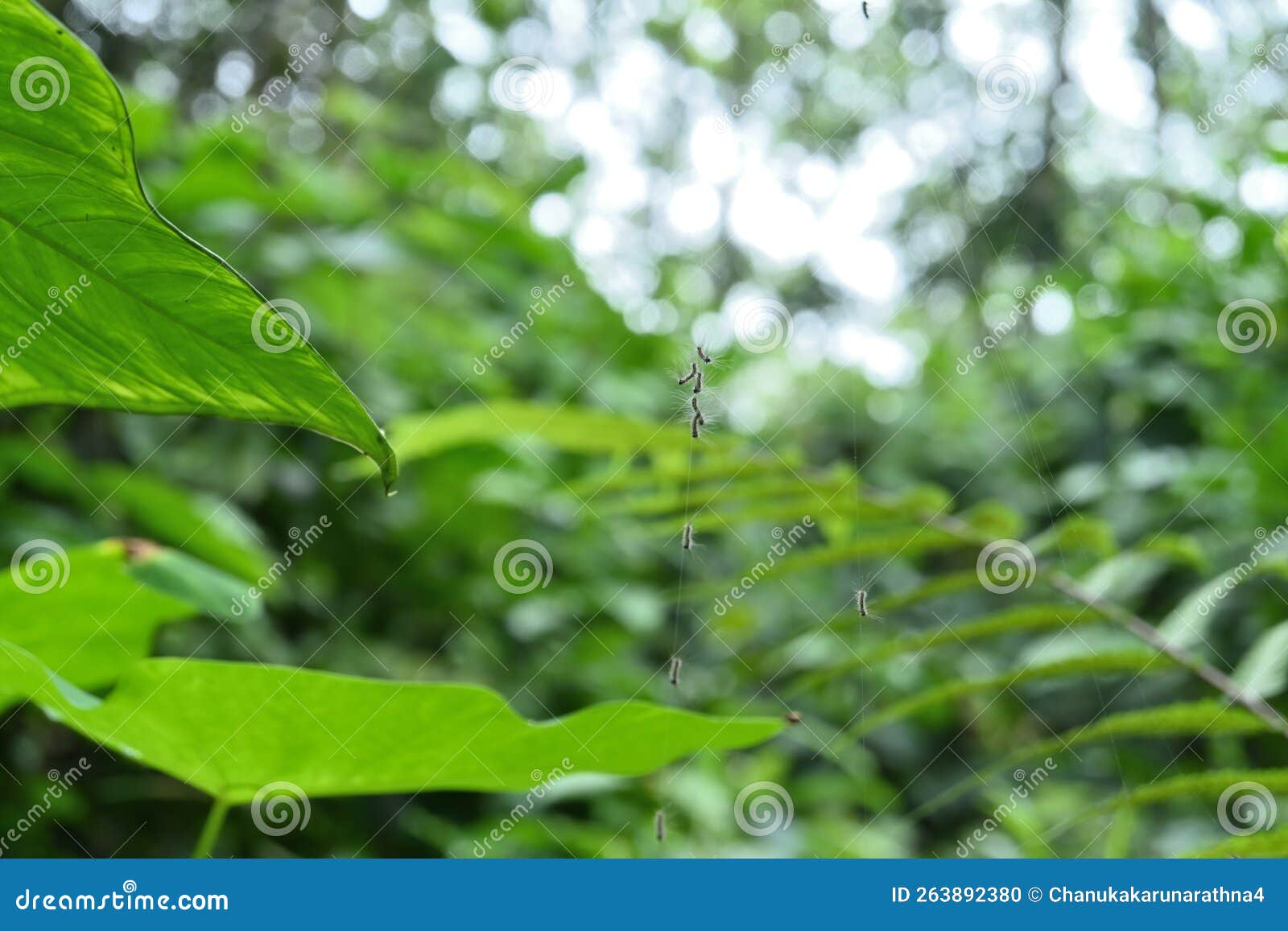 Hairy Caterpillars Crawling Down and Looking Surrounding on a Vertical Silk Line Stock Photo ...