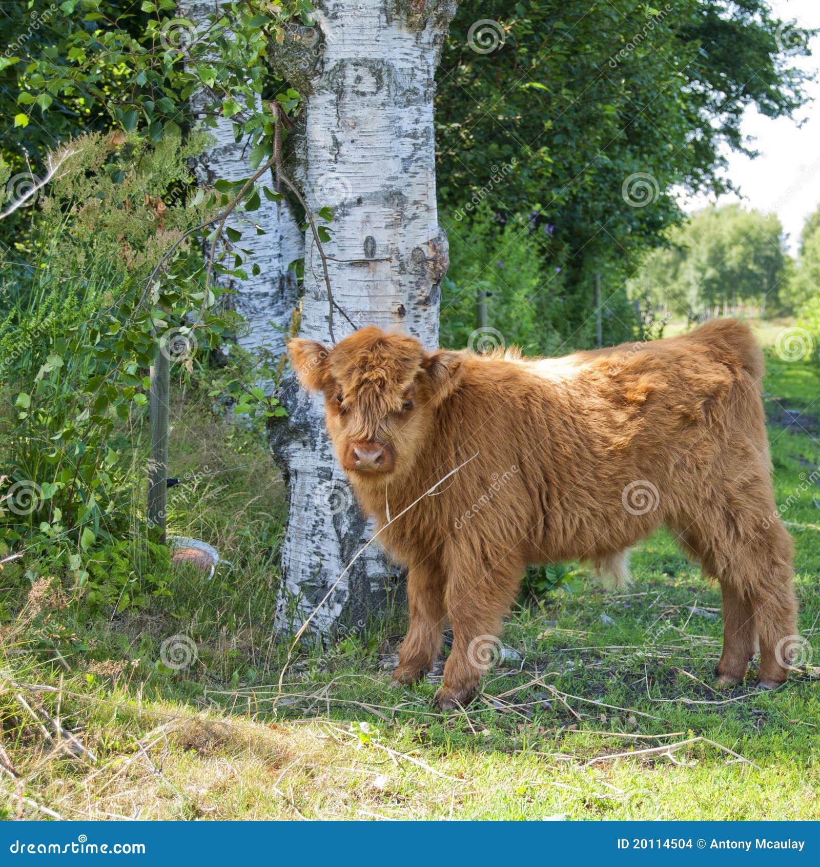 Hairy cow calf stock photo. Image of breed, bull, beast - 20114504
