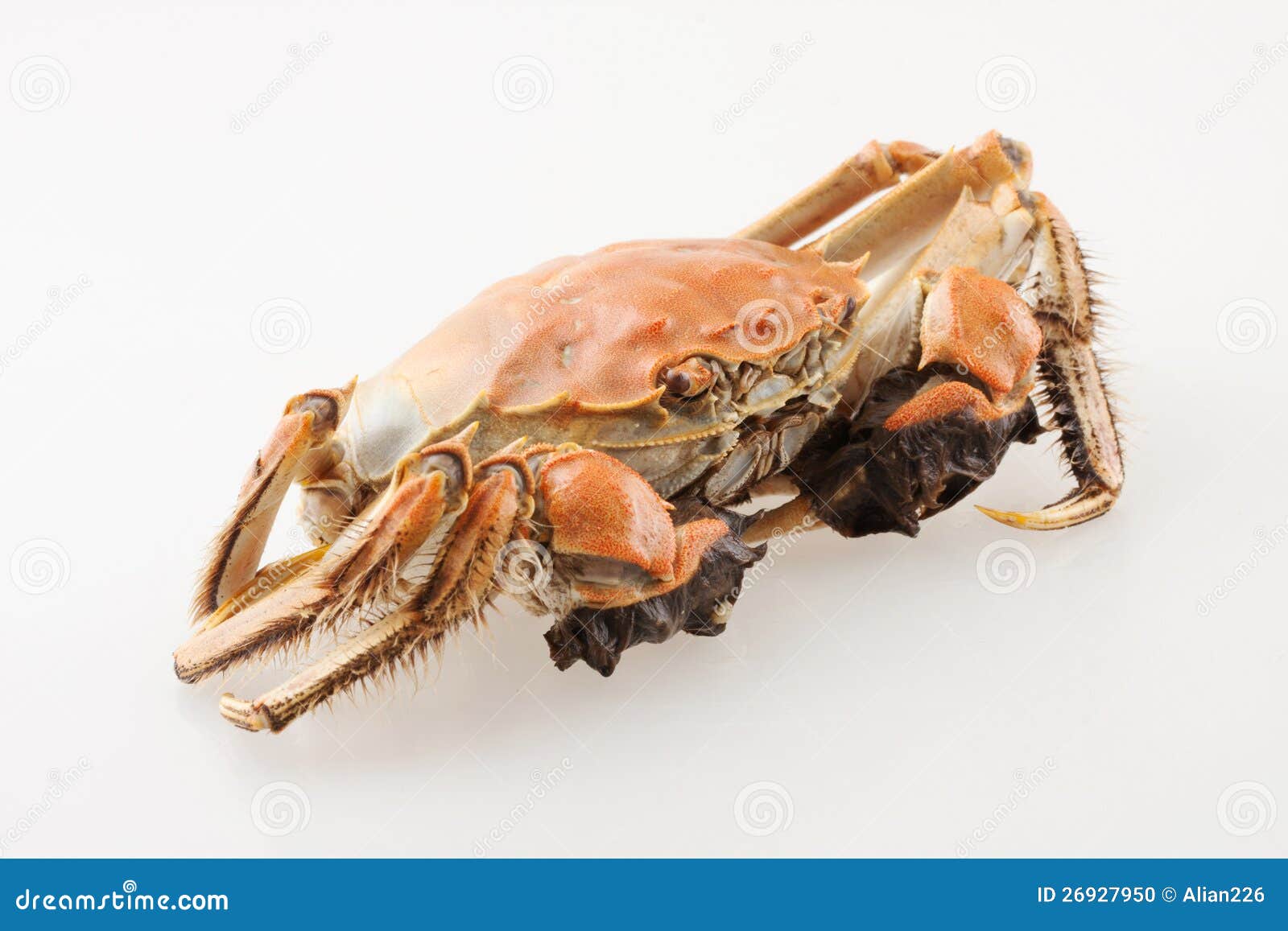 Hairy crab stock photo. Image of luxurious, hairy, cooking - 26927950