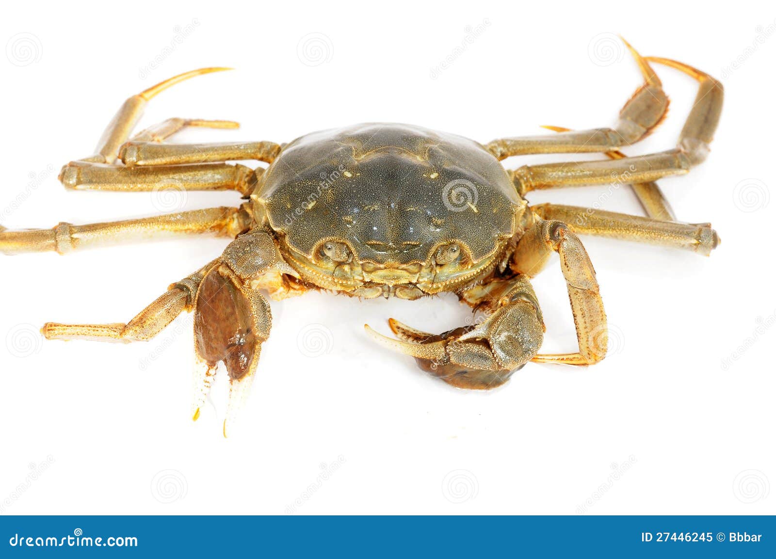 Hairy crab stock image. Image of delicious, shanghai - 27446245