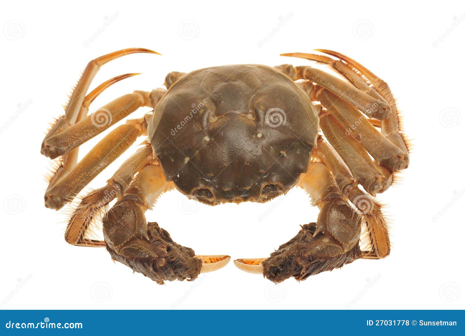 Hairy Crab from China stock photo. Image of china, hairy - 27031778