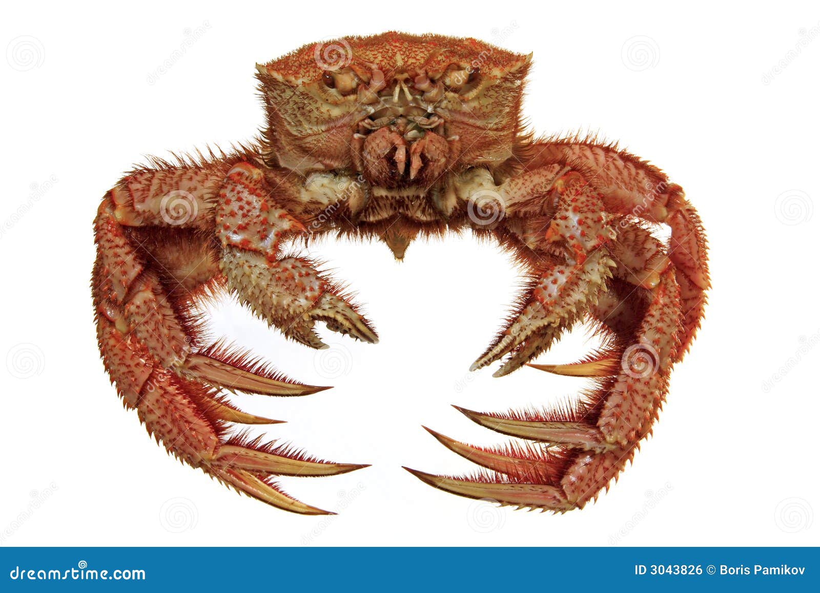 Hairy Crab Isolated on White Stock Photo - Image of claws, close: 3043826