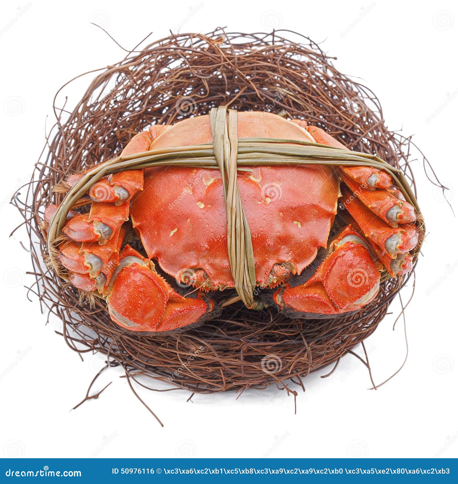 Hairy Crabs on the Nest Isolated in White Stock Photo - Image of autumn ...
